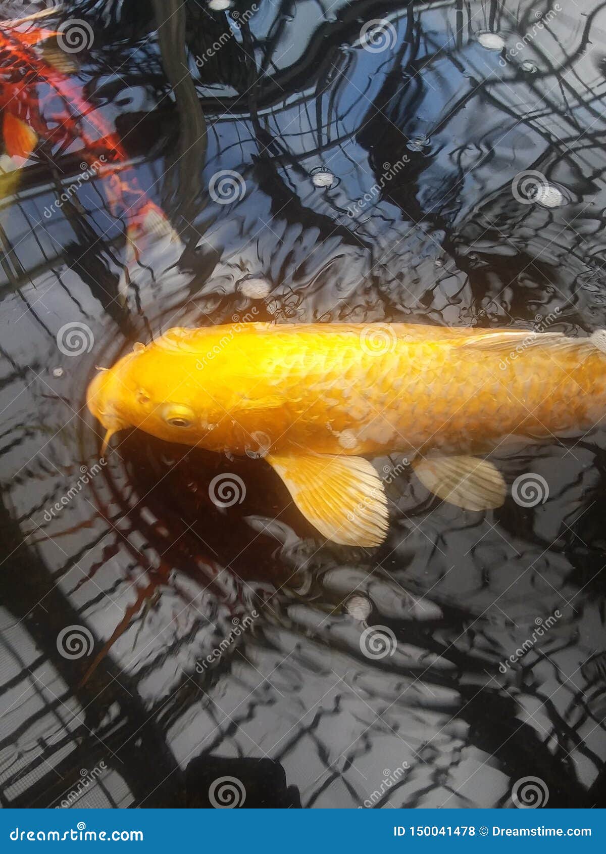 Koi fish stock photo. Image of beauty, elegance, yellow - 150041478