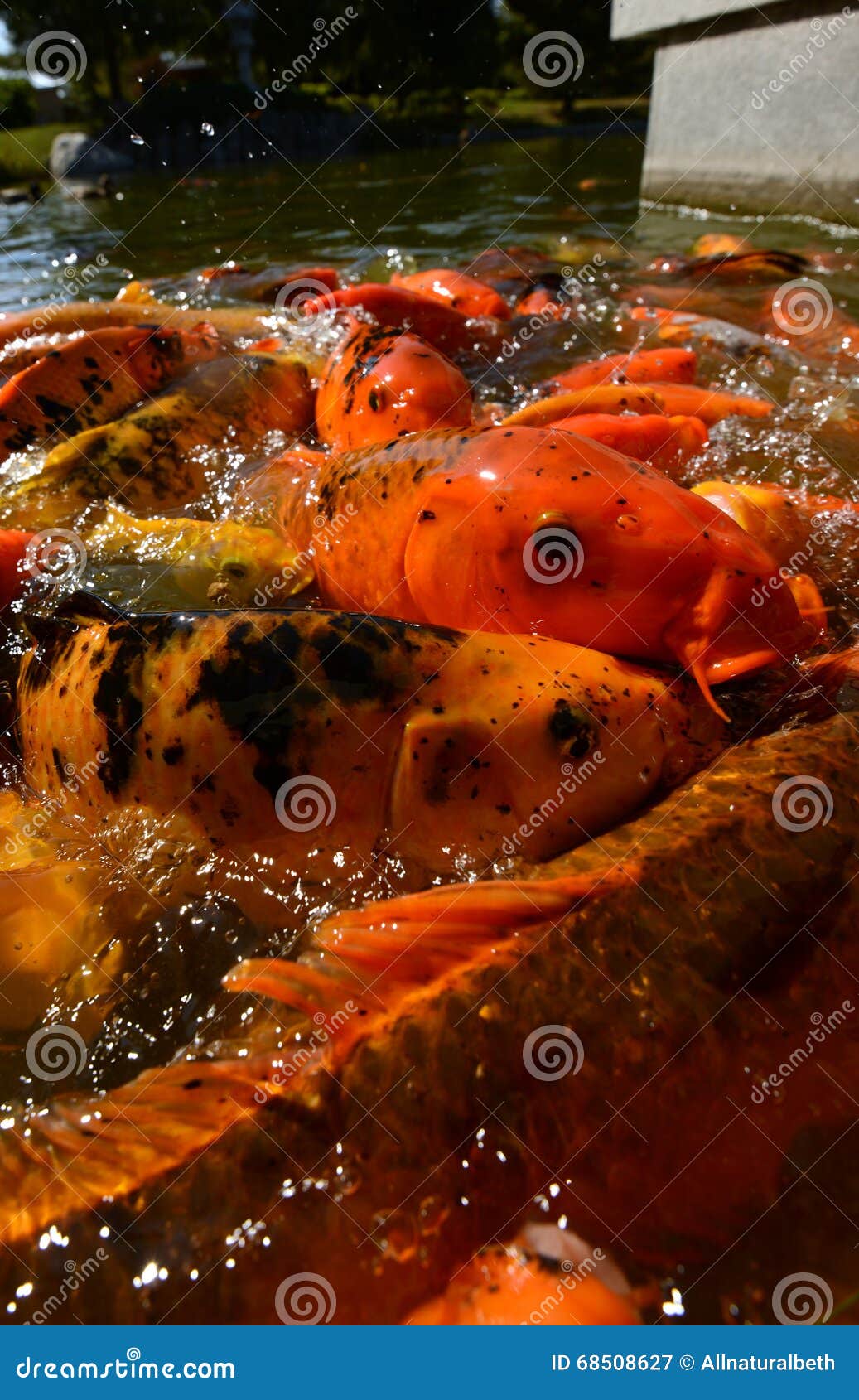 Koi Fish in a Zen Pond for Outdoor Setting Stock Image - Image of ...