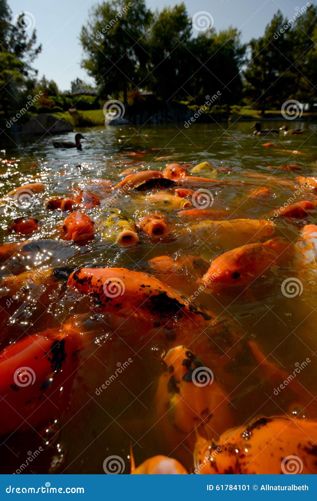 Koi Fish in a Zen Pond for Tranquil Nature Setting Stock Image - Image ...