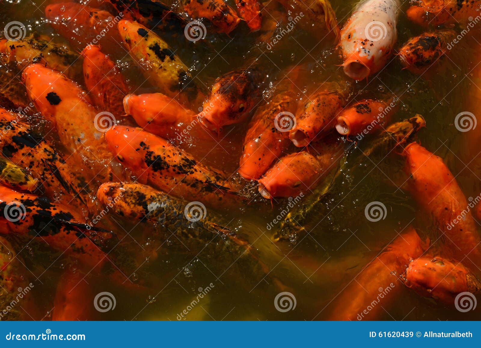 Koi Fish in a Zen Pond for Tranquil Outdoor Scene Stock Image - Image ...