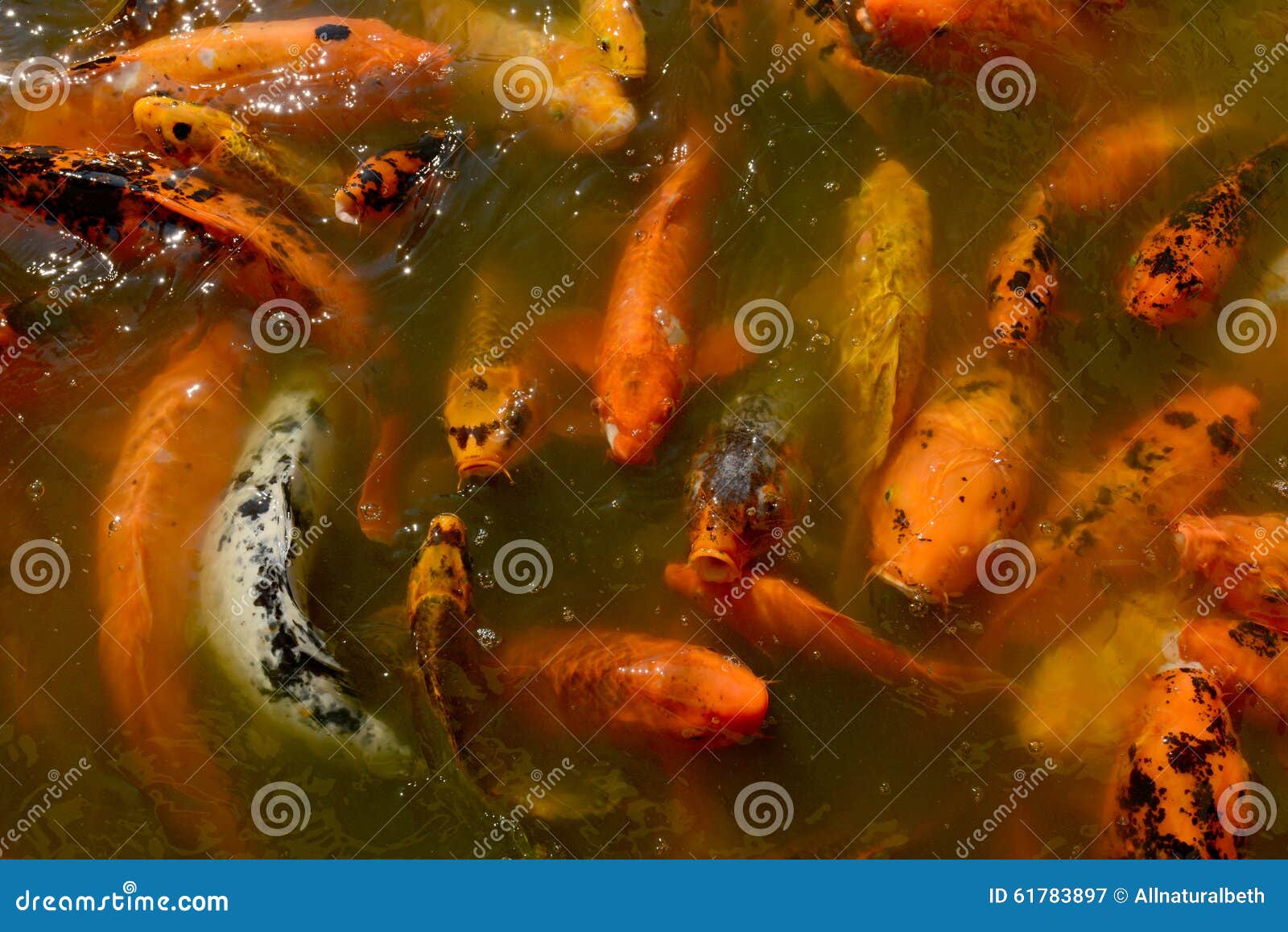 Koi Fish in a Zen Pond for Tranquil Outdoor Setting Stock Image - Image ...