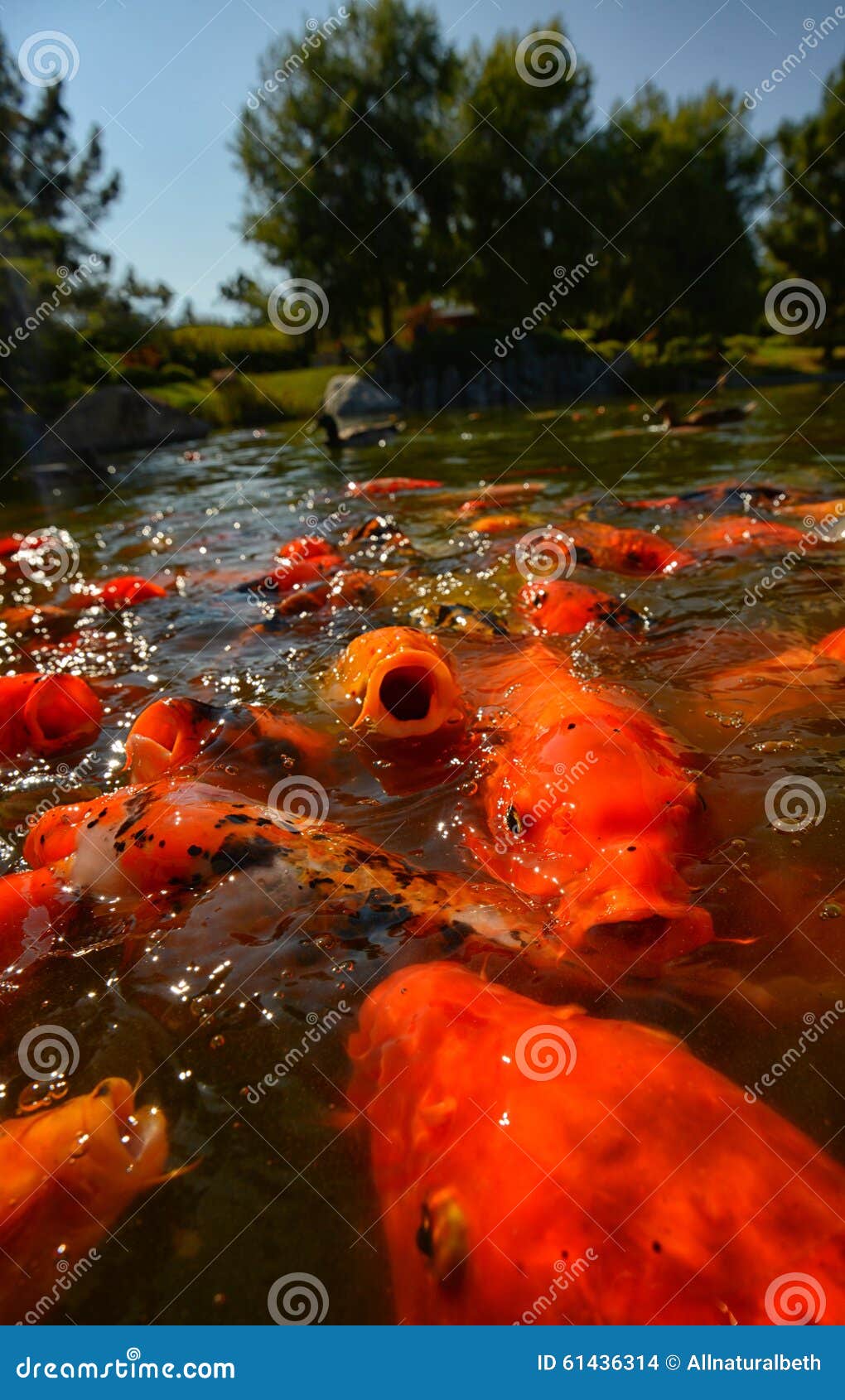 Koi fish in a zen pond stock photo. Image of exterior - 61436314
