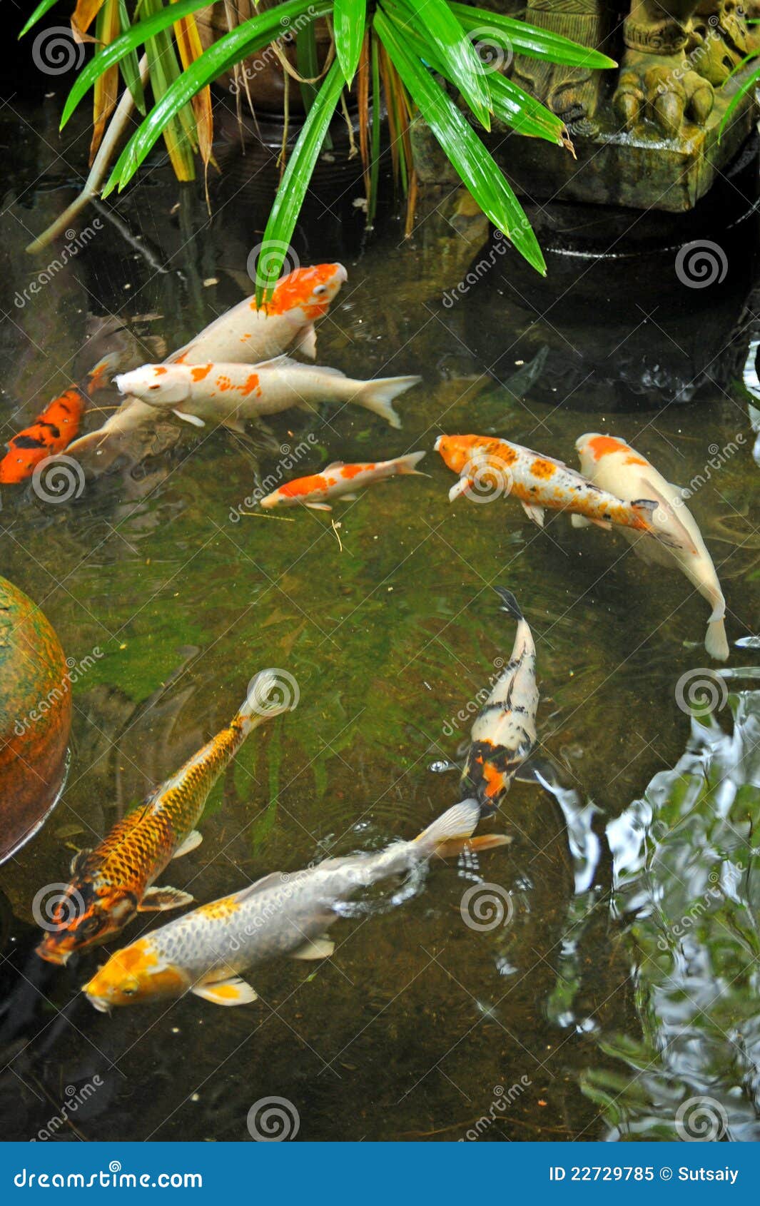 Koi fishes stock image. Image of green, meditate, hobby - 22729785