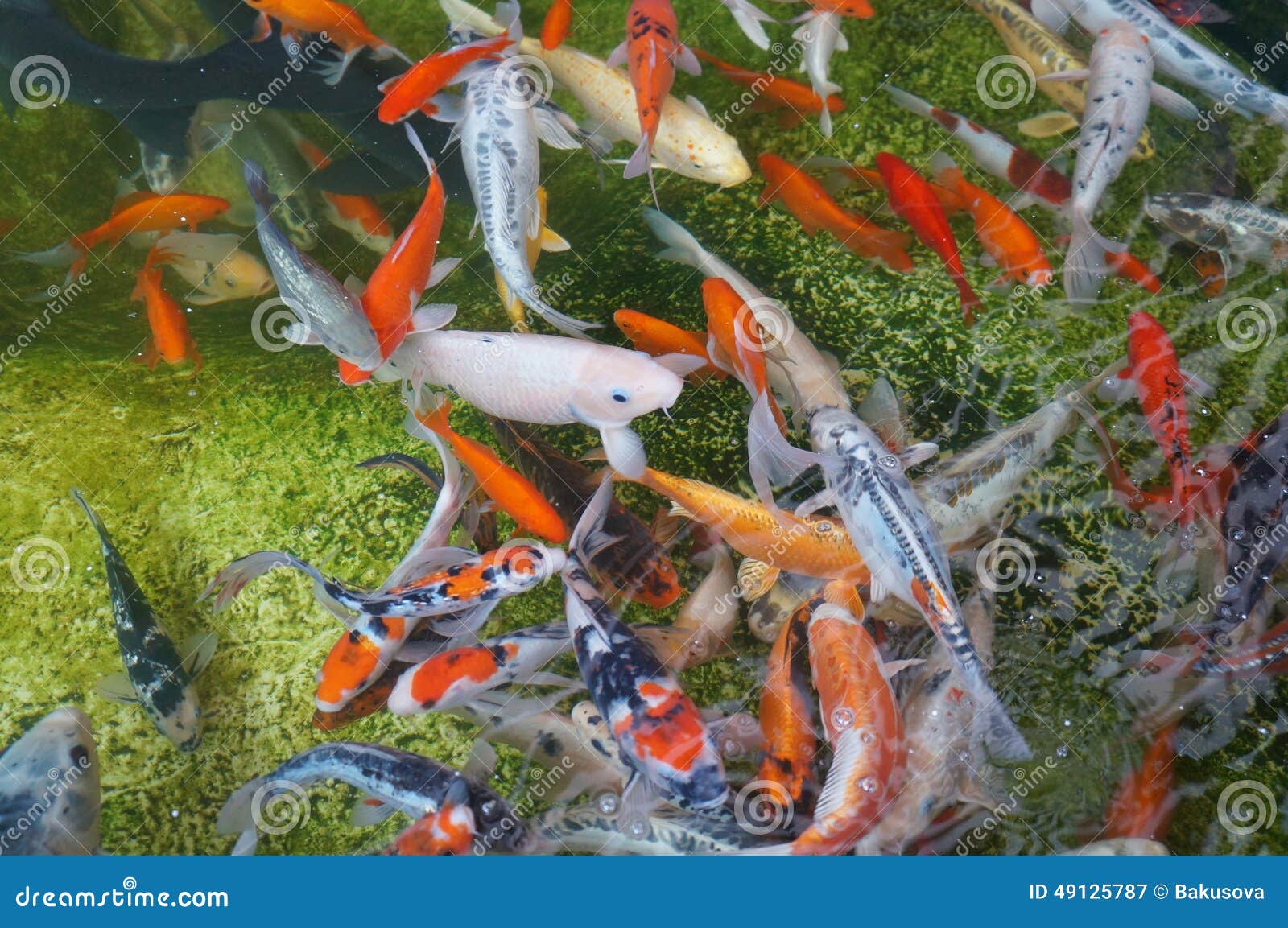 Koi fishes stock image. Image of goldfish, calm, crowding - 49125787