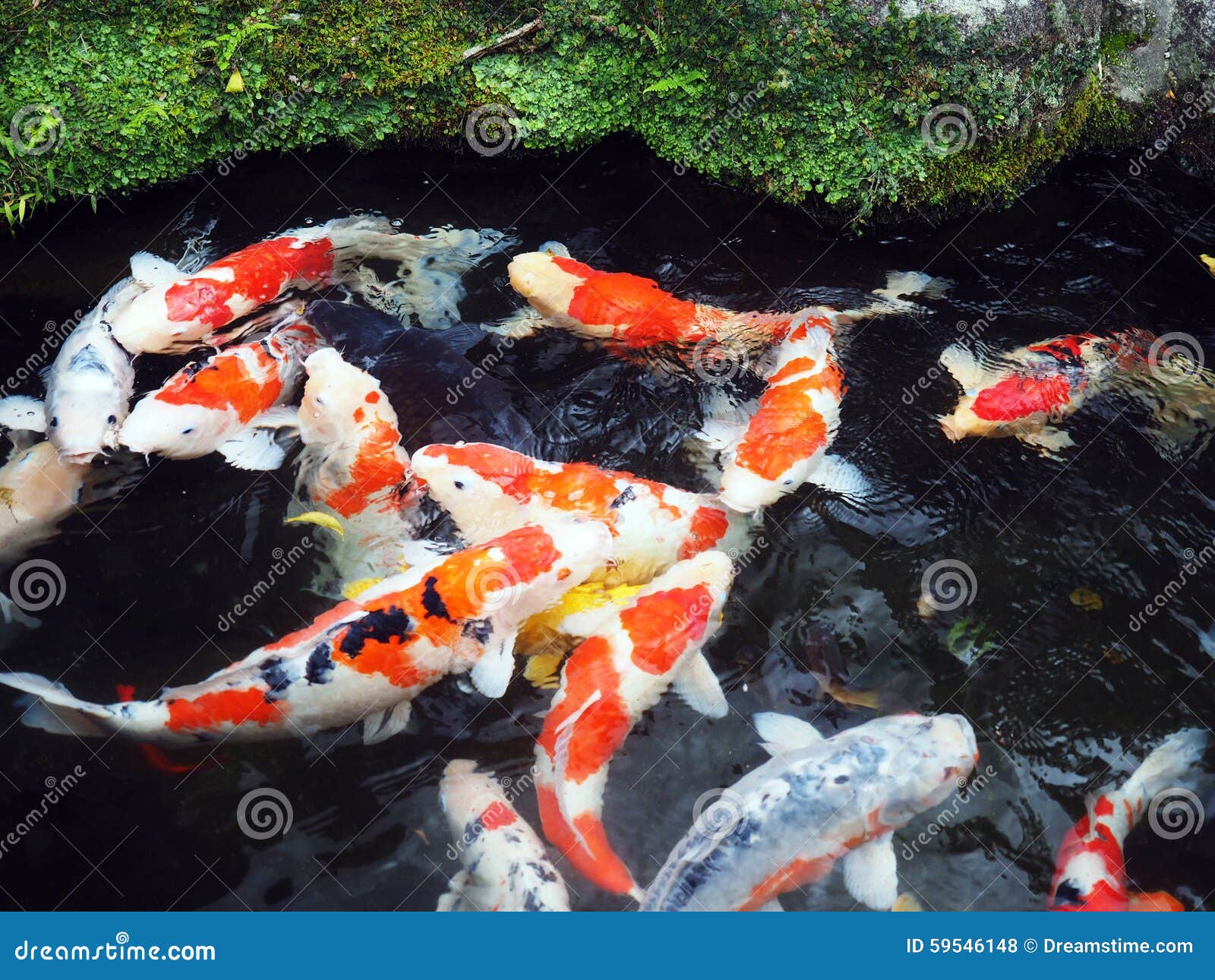 Koi Fishes stock photo. Image of liverworts, lichens - 59546148