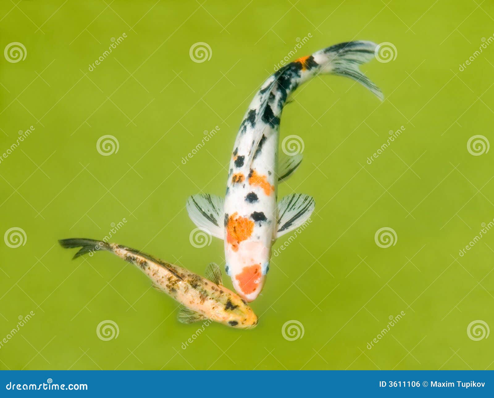 Koi Golden Fishes in the Pond Stock Photo - Image of feed, fins: 3611106