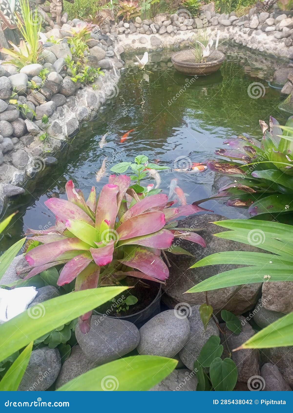 Koi the Hoky Fish stock photo. Image of nature, yard - 285438042