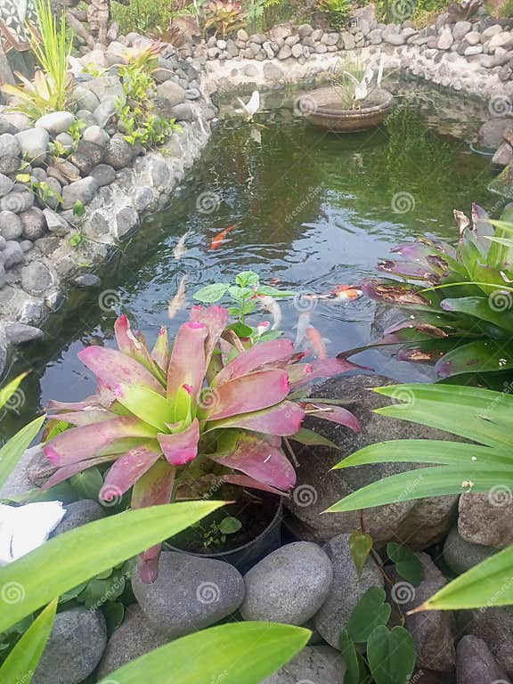 Koi the Hoky Fish stock photo. Image of nature, yard - 285438042