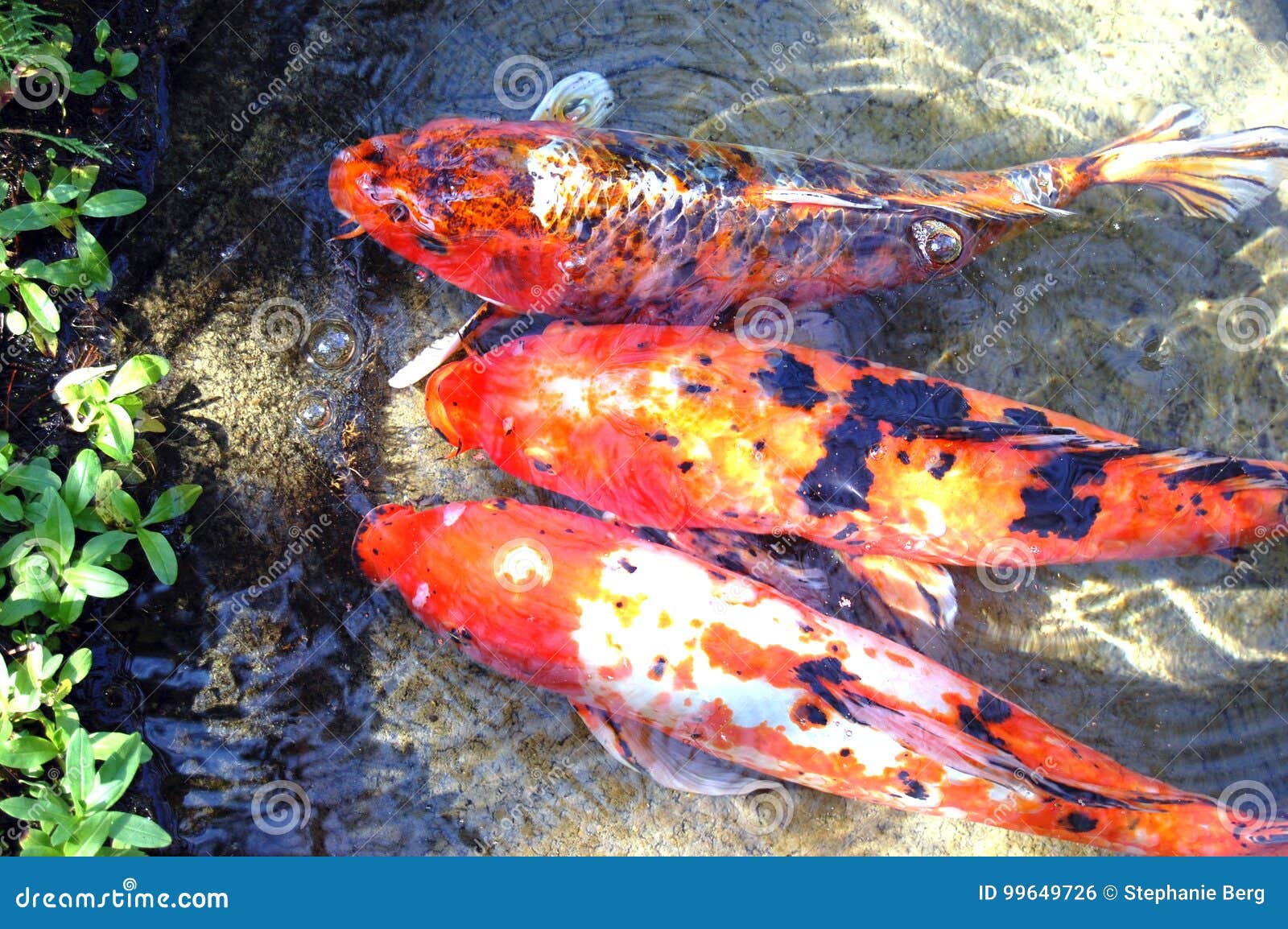Koi Japanese Fish photo stock. Image du décoratif, extérieur - 99649726