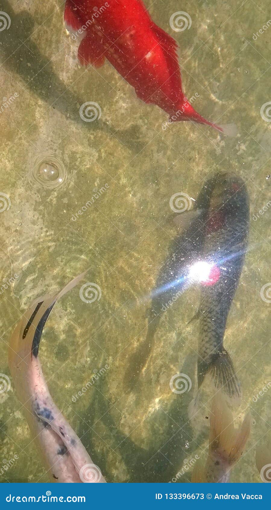 Koi karp stock image. Image of animal, karp, reflection - 133396673