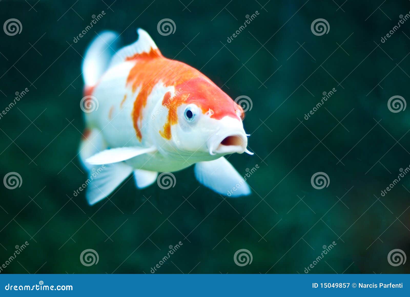 Koi Karpfen Lizenzfreie Stockfotografie - Bild: 15049857