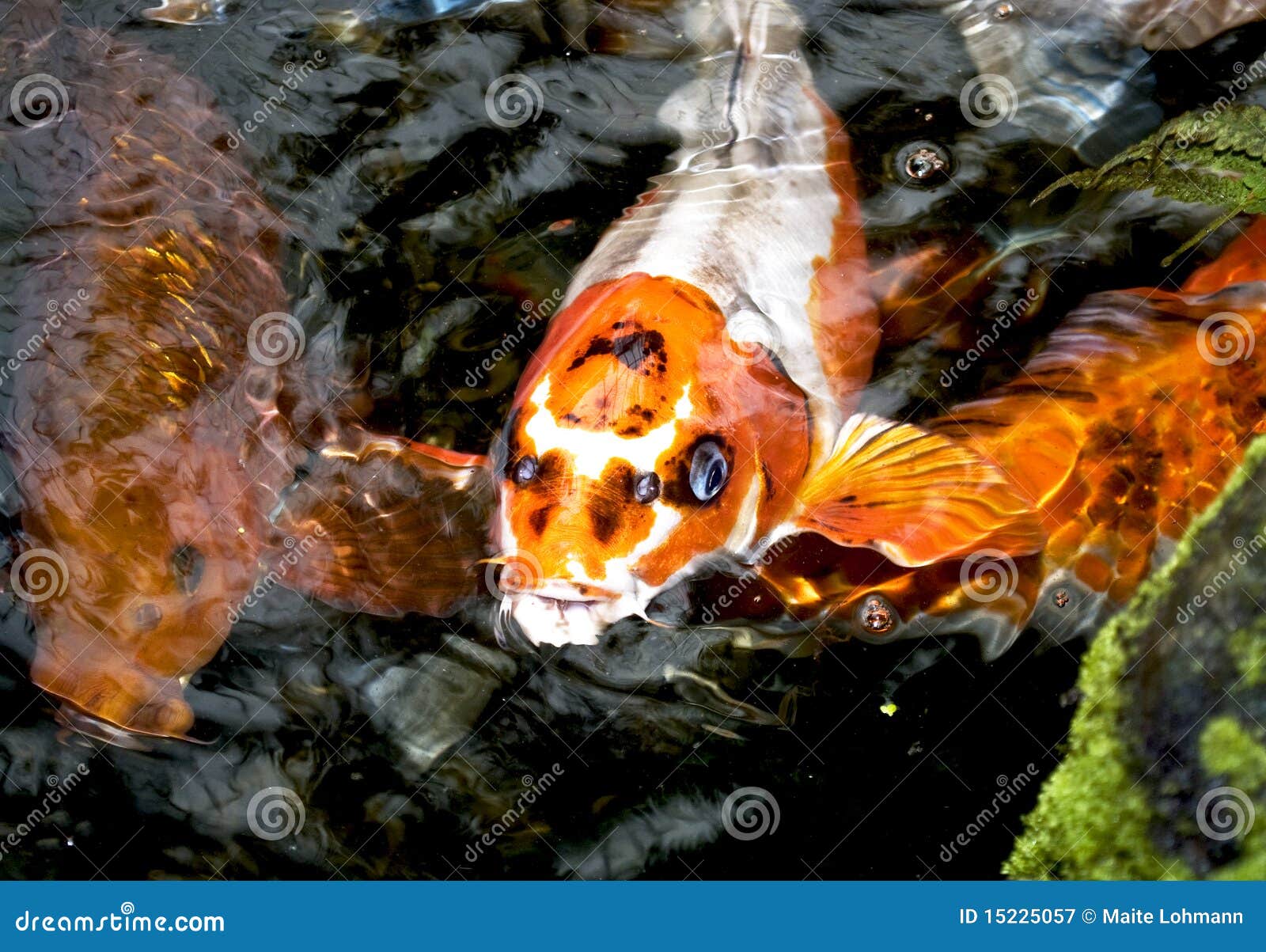 Koi Karpfen stockbild. Bild von asiatisch, exotisch, orange - 15225057