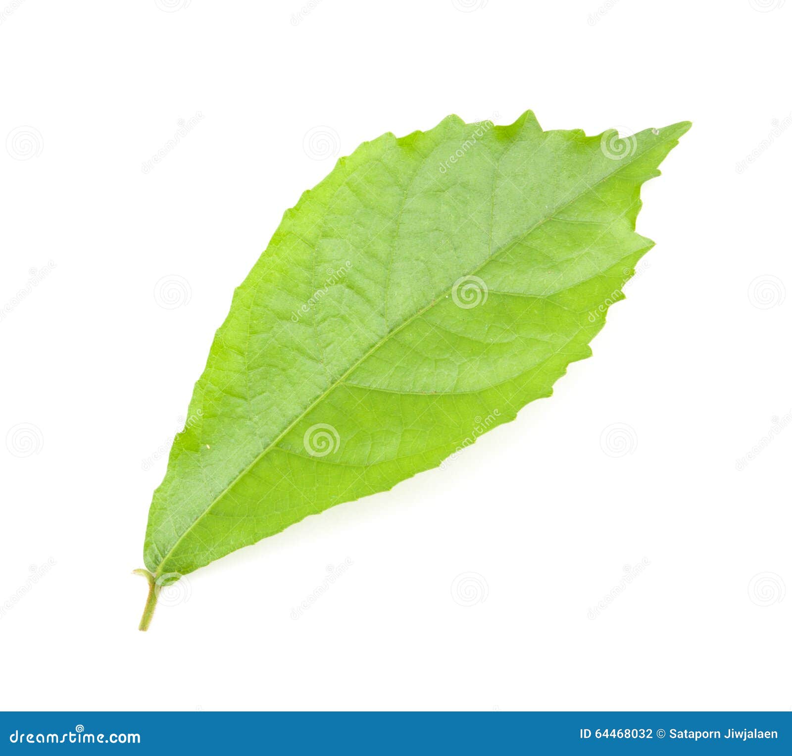 Koi leaves isolated stock photo. Image of leaf, herb - 64468032