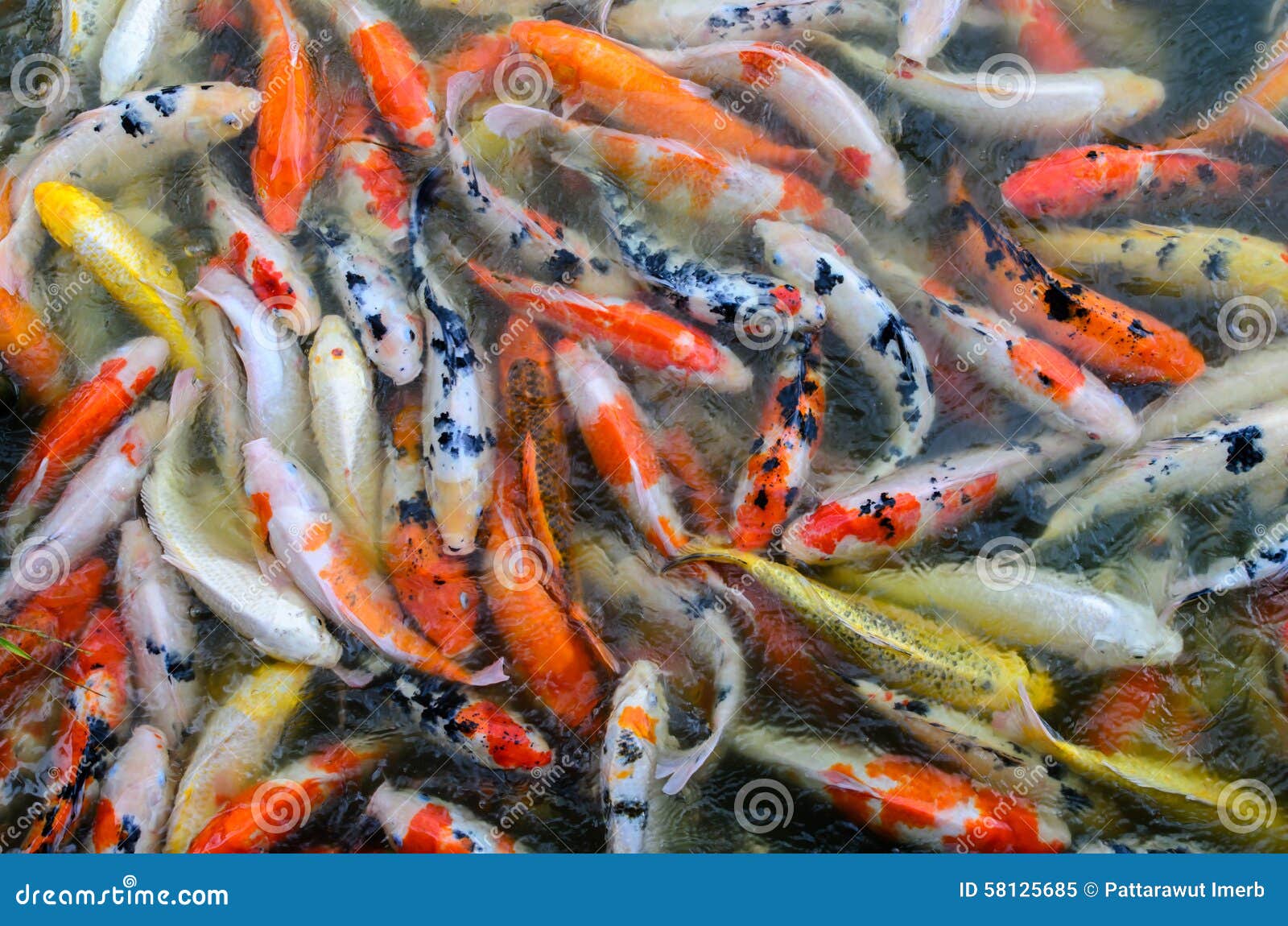 Koi stock image. Image of isolated, black, decor, goldfish - 58125685