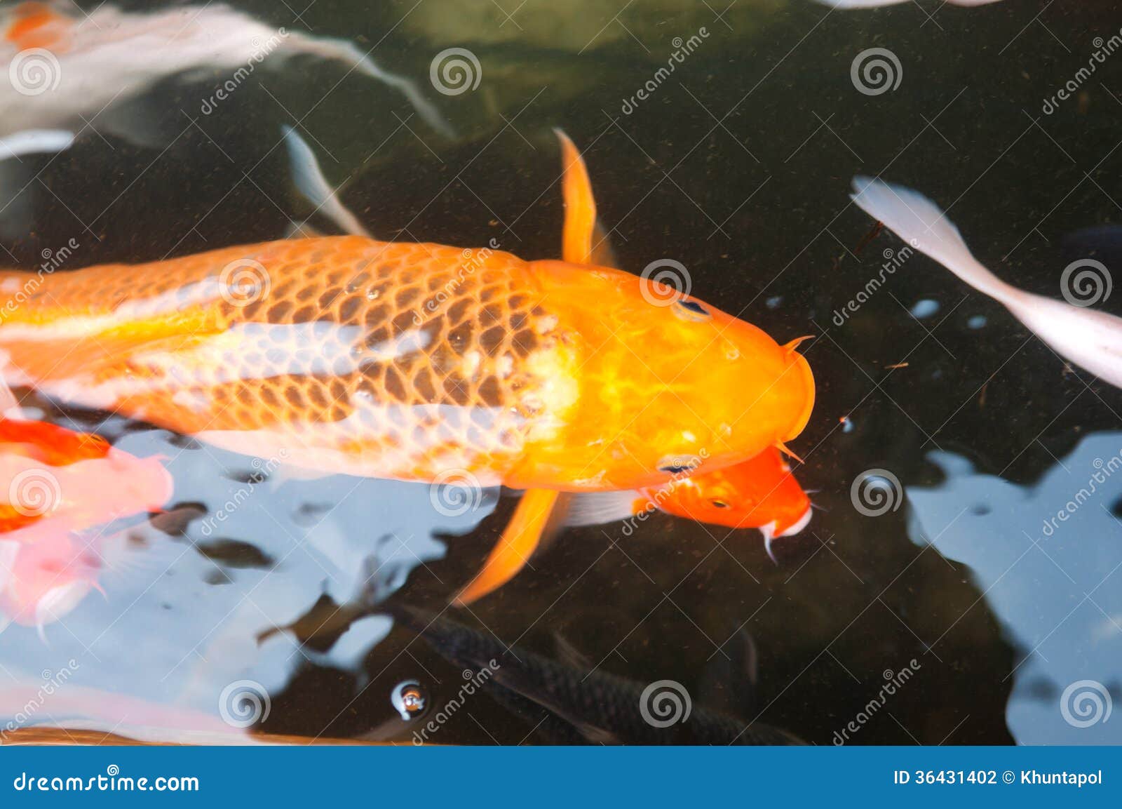 Koi O Pesce Del Cinese Della Carpa in Acqua Fotografia Stock - Immagine ...