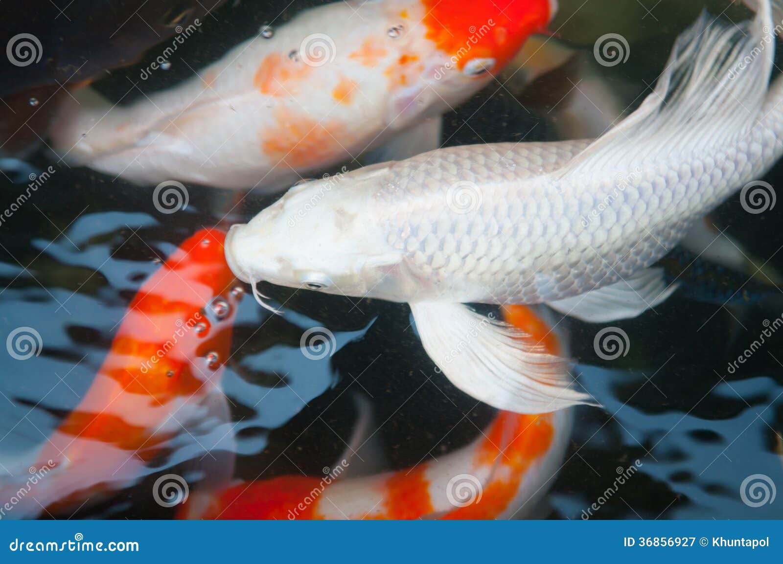 Koi O Pesce Del Cinese Della Carpa in Acqua Immagine Stock - Immagine ...