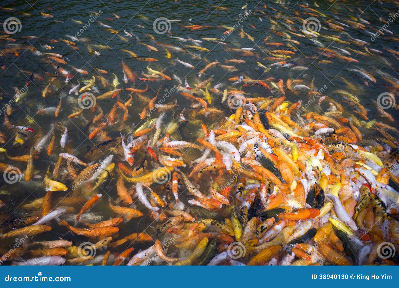 Koi O Pesce Del Cinese Della Carpa in Acqua Fotografia Stock - Immagine ...