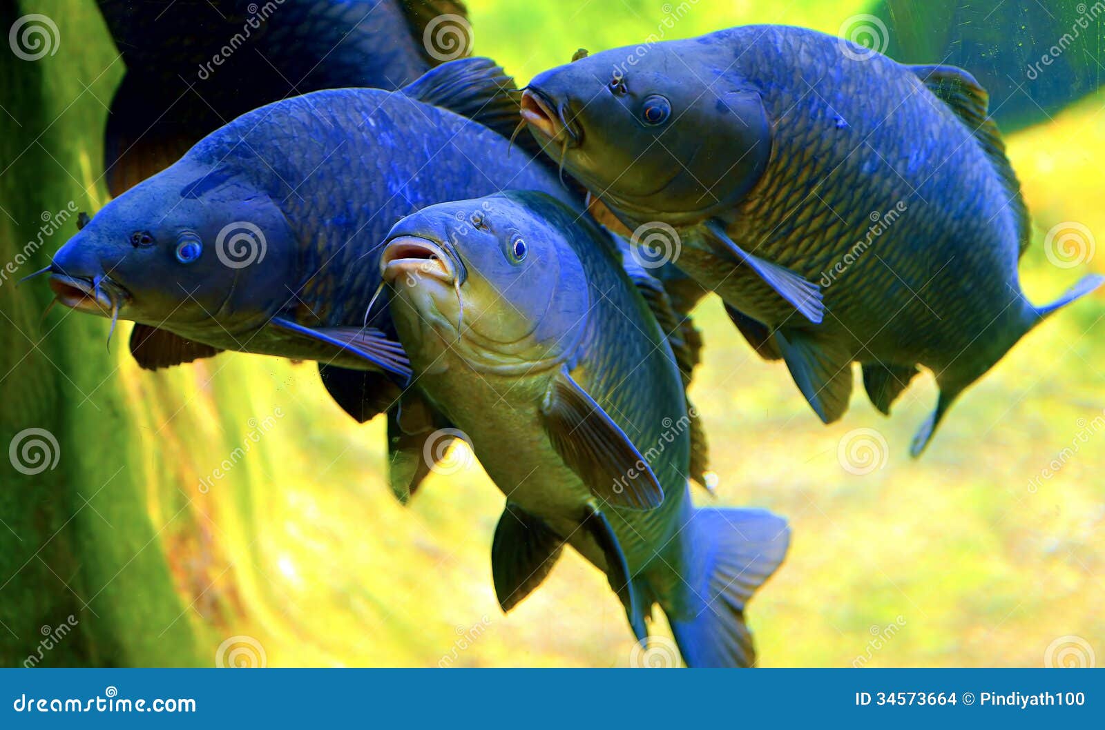 Koi o pesce della carpa fotografia stock. Immagine di acqua - 34573664
