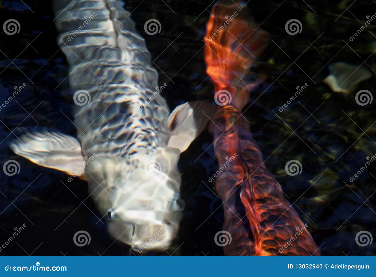 Koi in Pond stock photo. Image of coloration, pond, rippling - 13032940