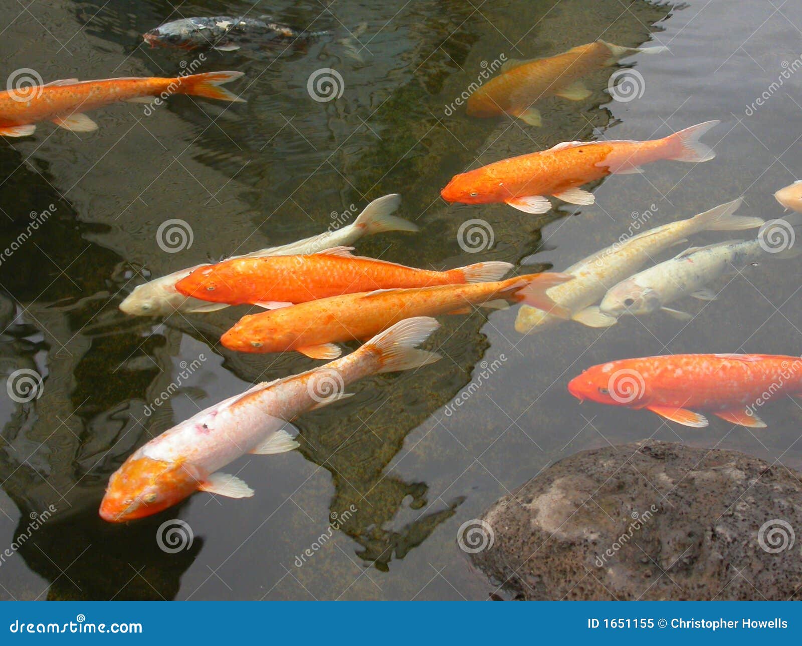 119 Home Koi Pool Stock Photos - Free & Royalty-Free Stock Photos from ...