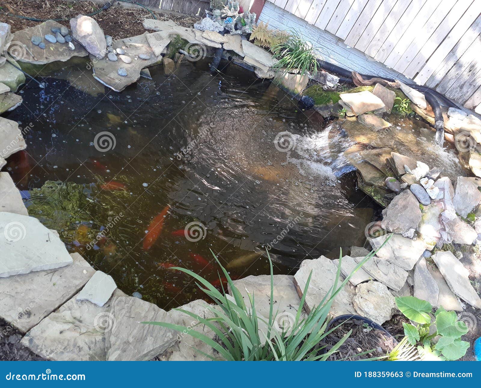 Koi pond stock image. Image of reflection, rock, pond - 188359663