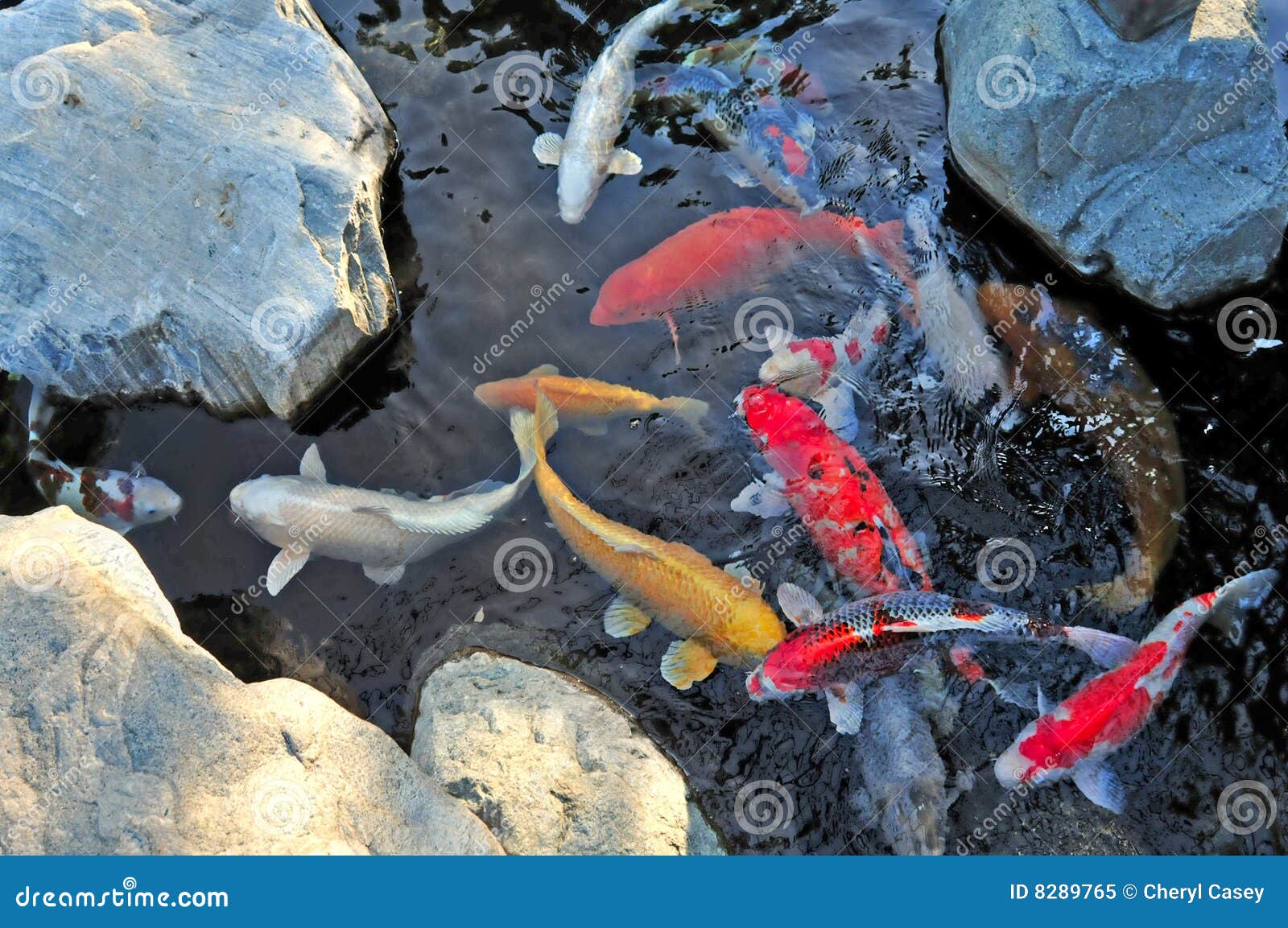 Koi pond stock image. Image of asian, colorful, action - 8289765
