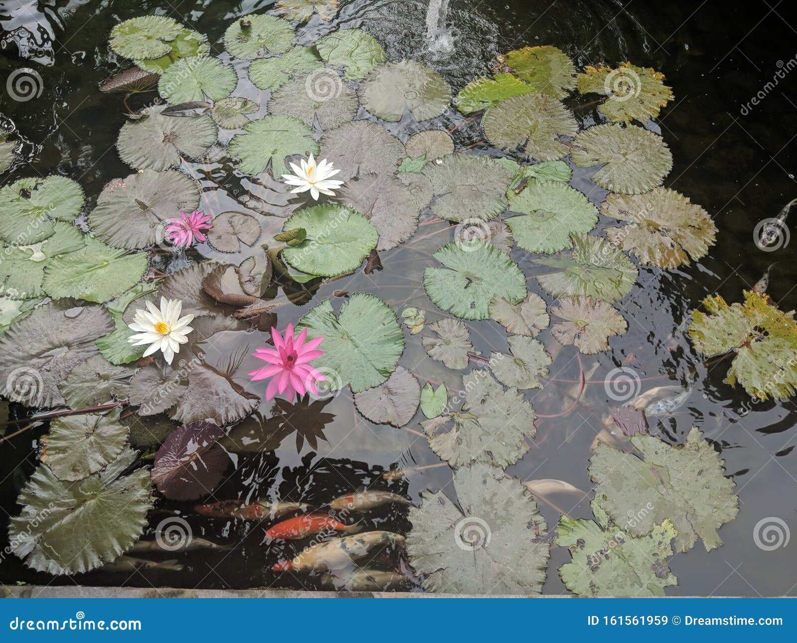 Koi Pond in Bali Lotus and Fish Stock Image - Image of fish, pond ...
