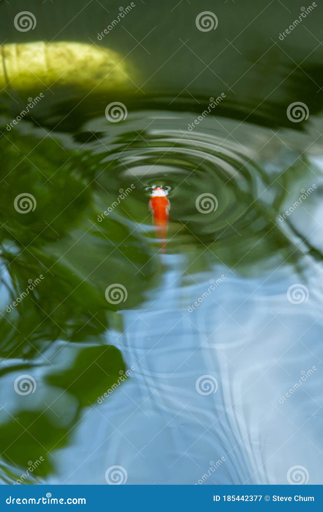 Koi in the Pond Caused Ripples Stock Image - Image of fish, liquid ...