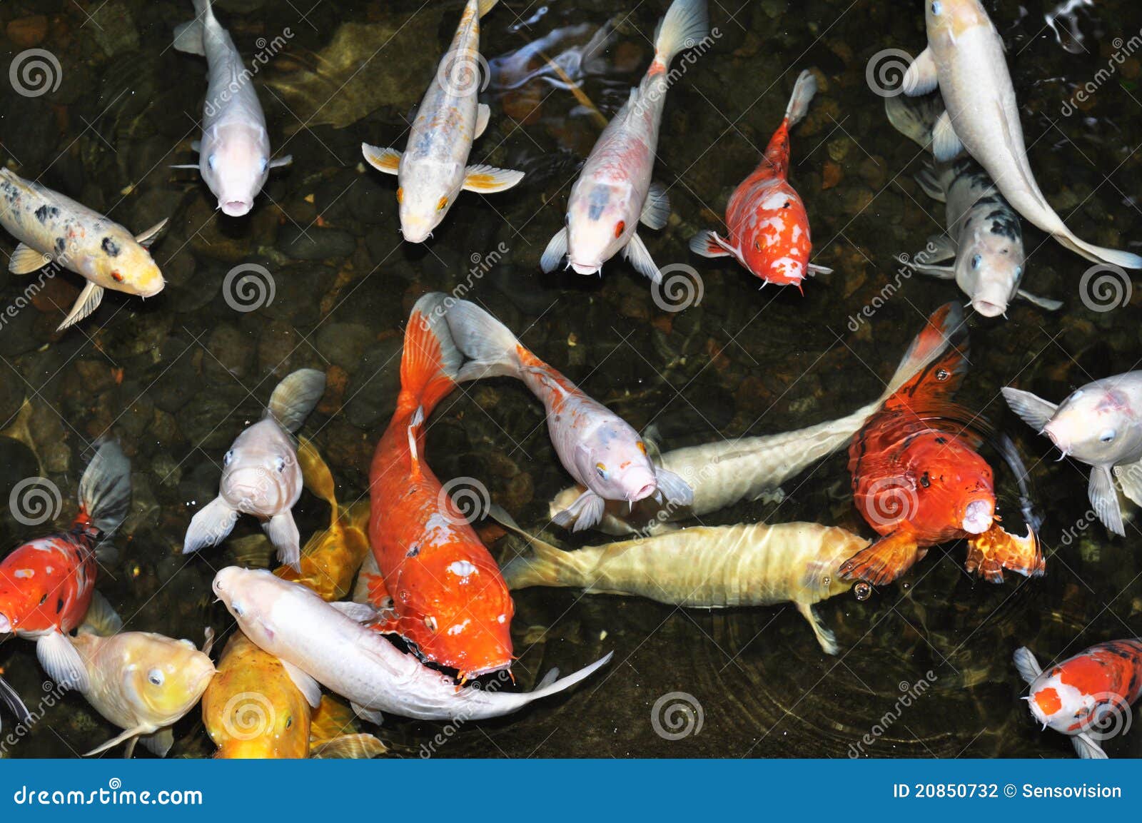 Koi Pond with Fish stock photo. Image of feeding, swimming - 20850732