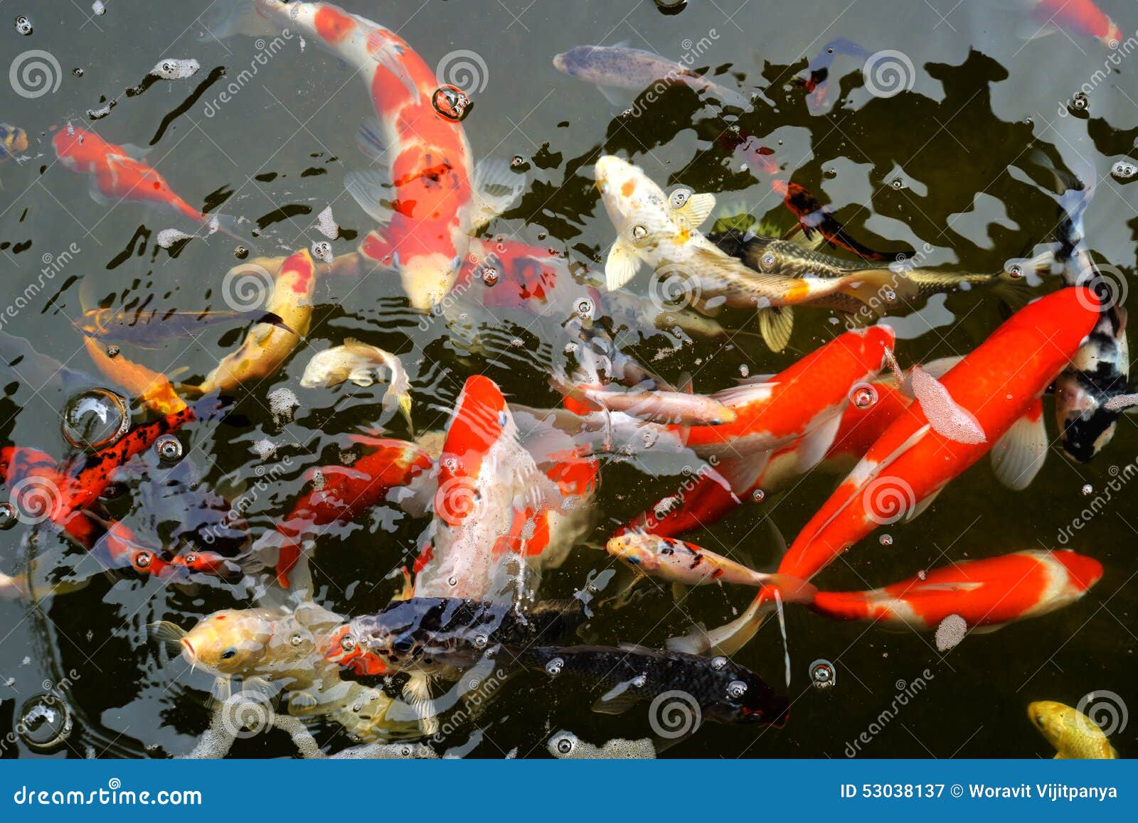 Koi Pond stock image. Image of cultural, colorful, lake - 53038137