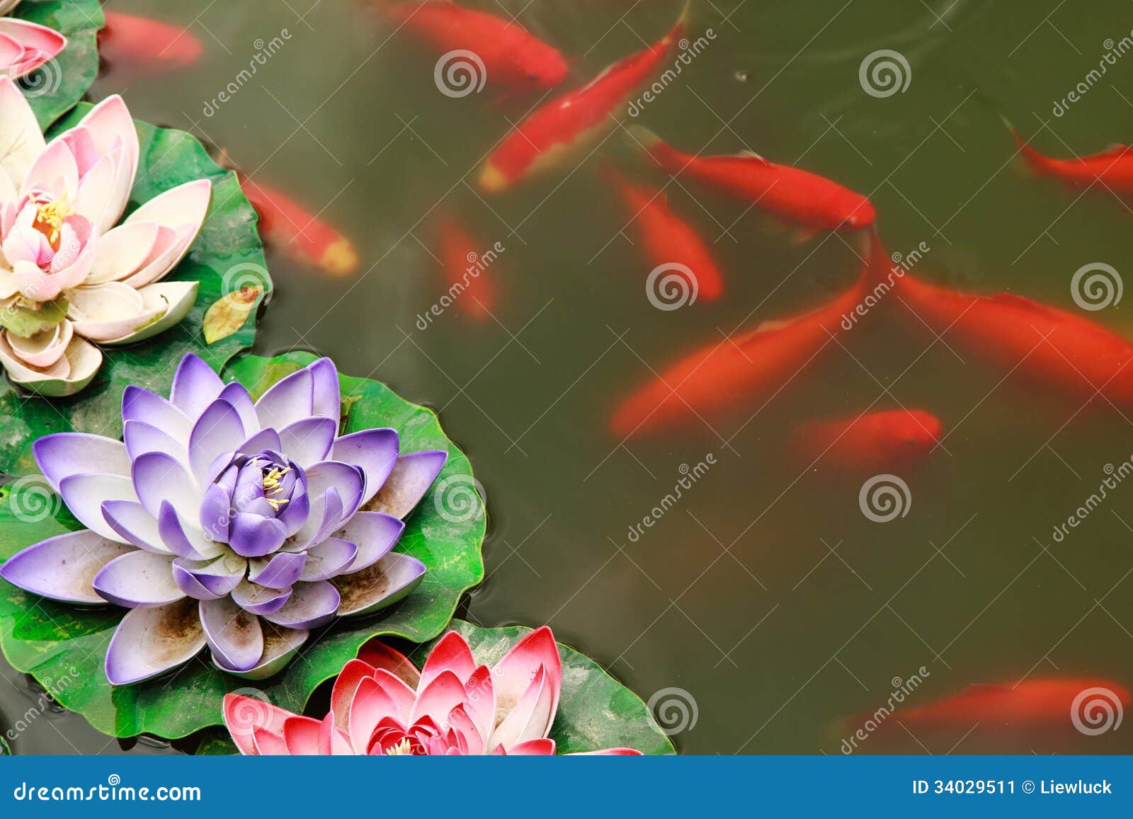 Koi in pond stock image. Image of lake, still, flower - 34029511