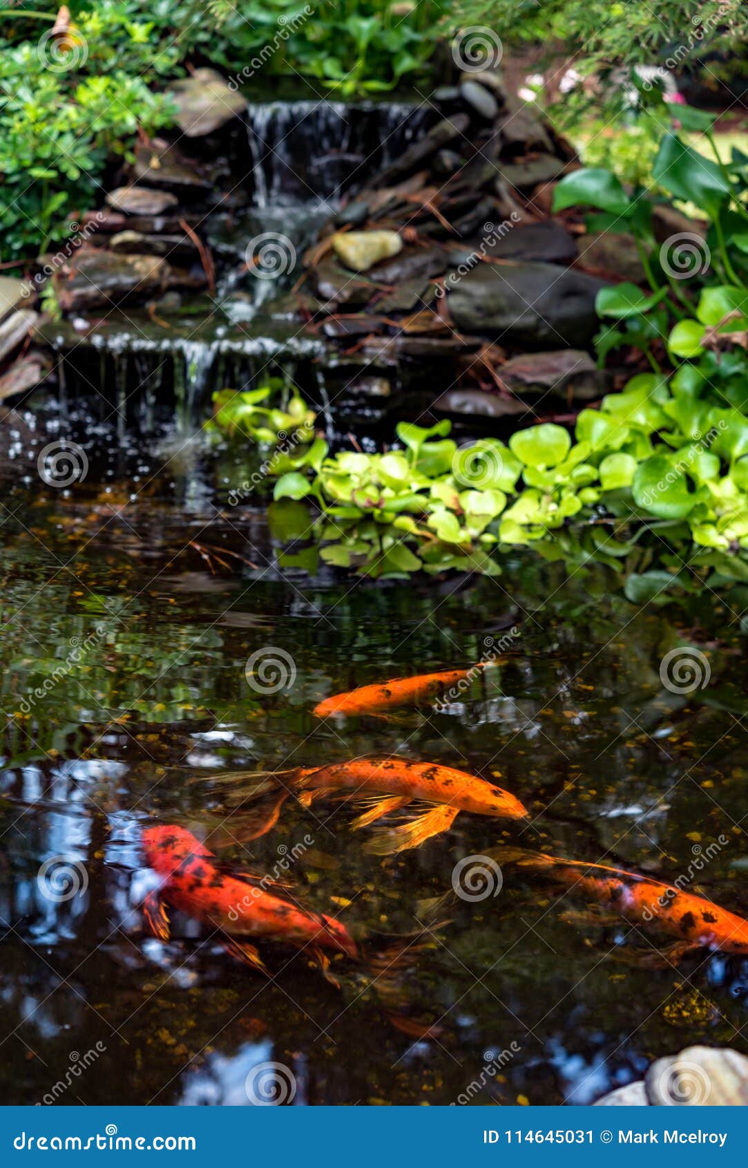 Koi pond with koi fish stock image. Image of shallow - 114645031