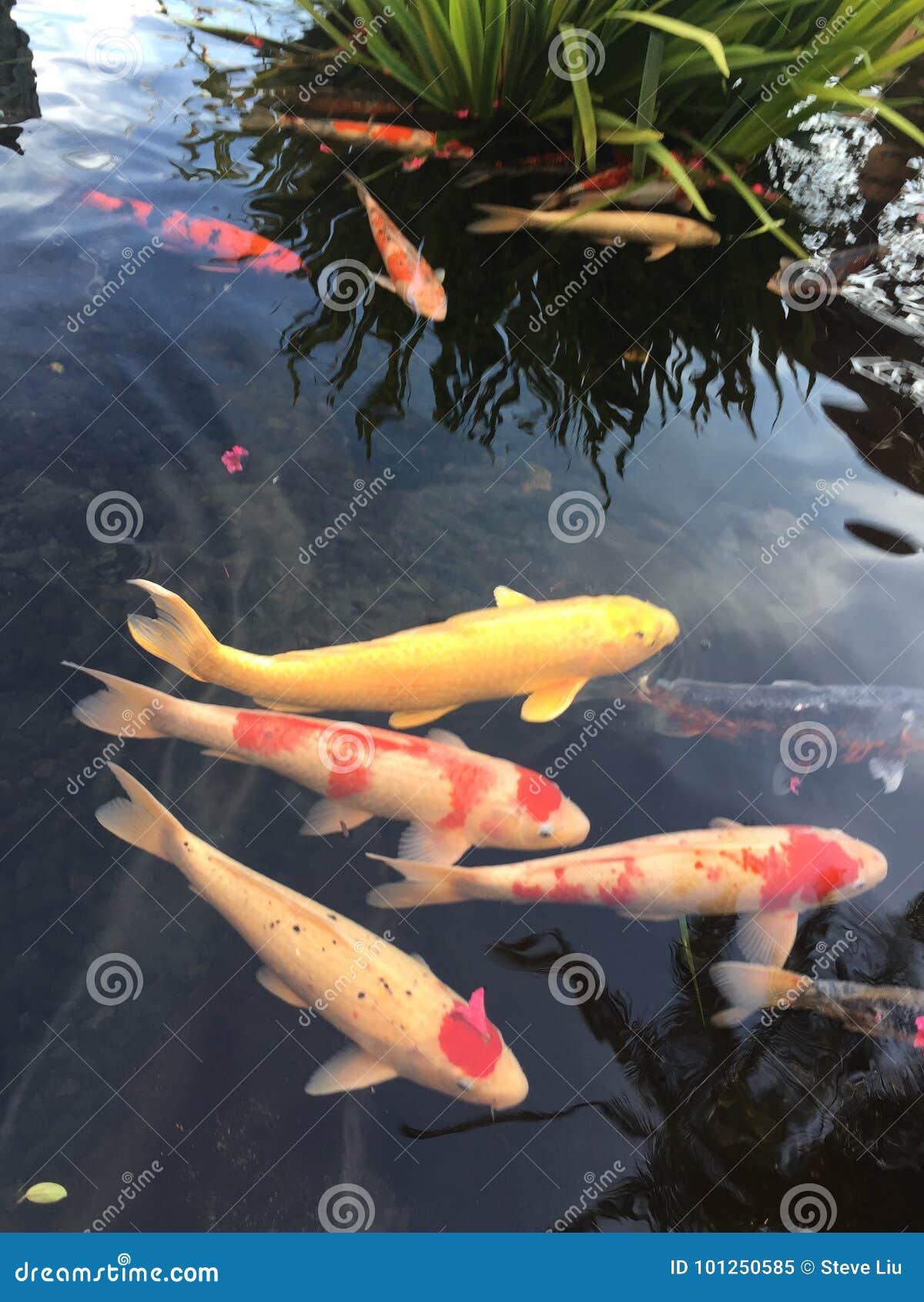 Koi pond fish zen nature stock image. Image of peaceful - 101250585