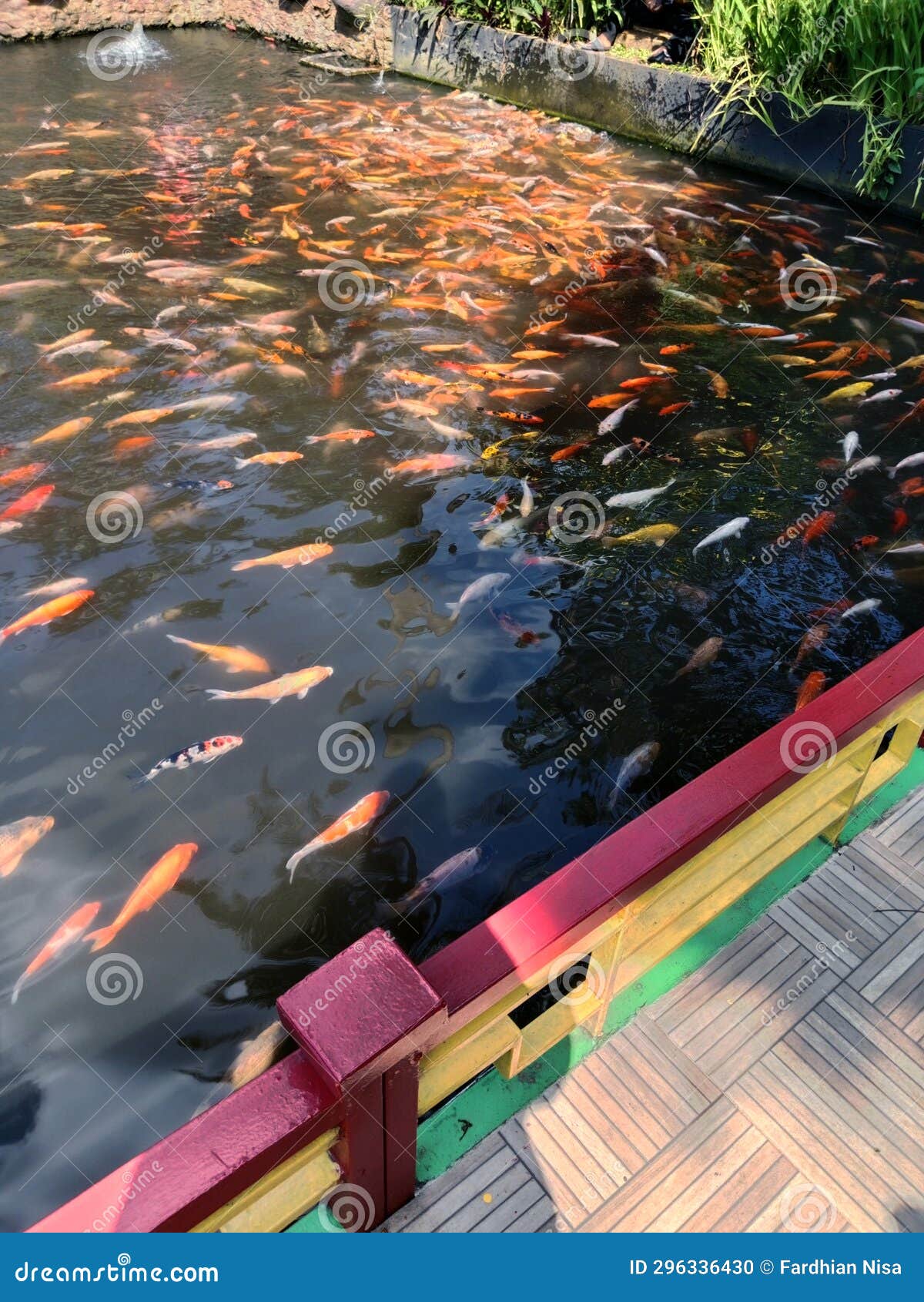 Koi pond in the garden stock photo. Image of pond, berkumpul - 296336430