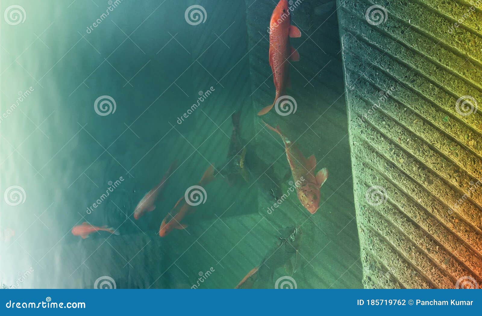 Koi Pond. stock photo. Image of surface, orange, carp - 185719762