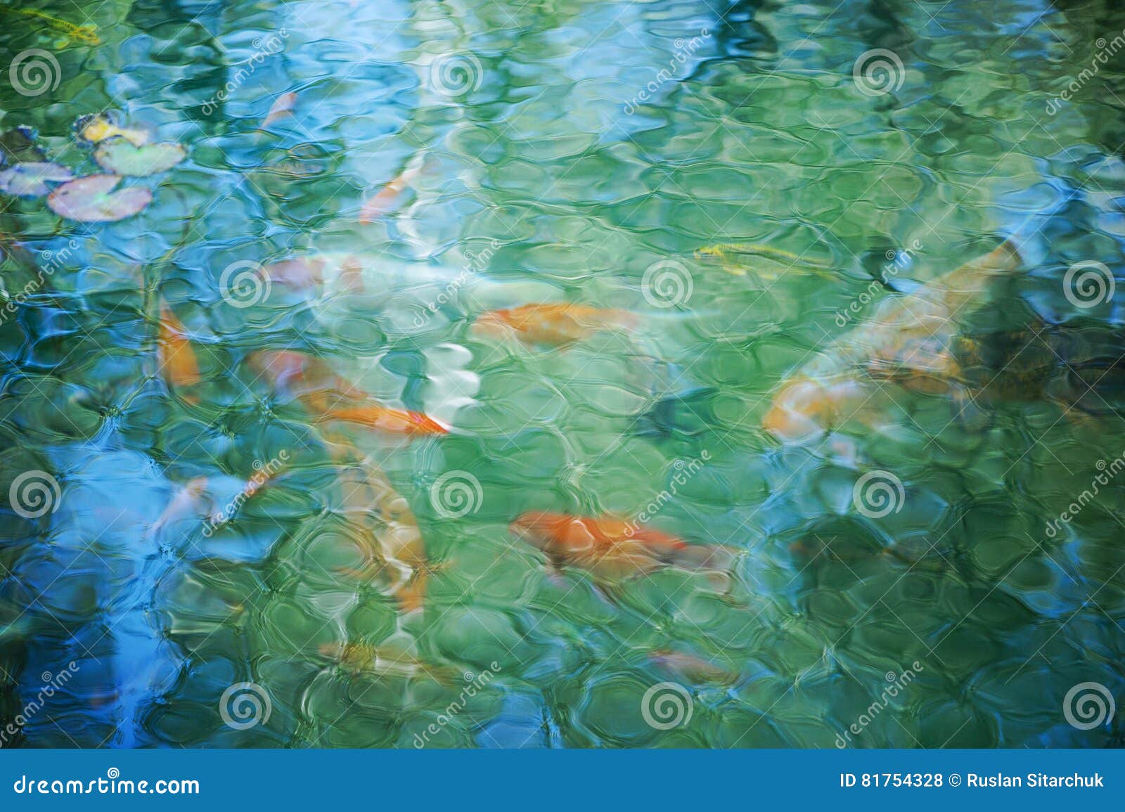The koi pond stock photo. Image of color, asia, food - 81754328