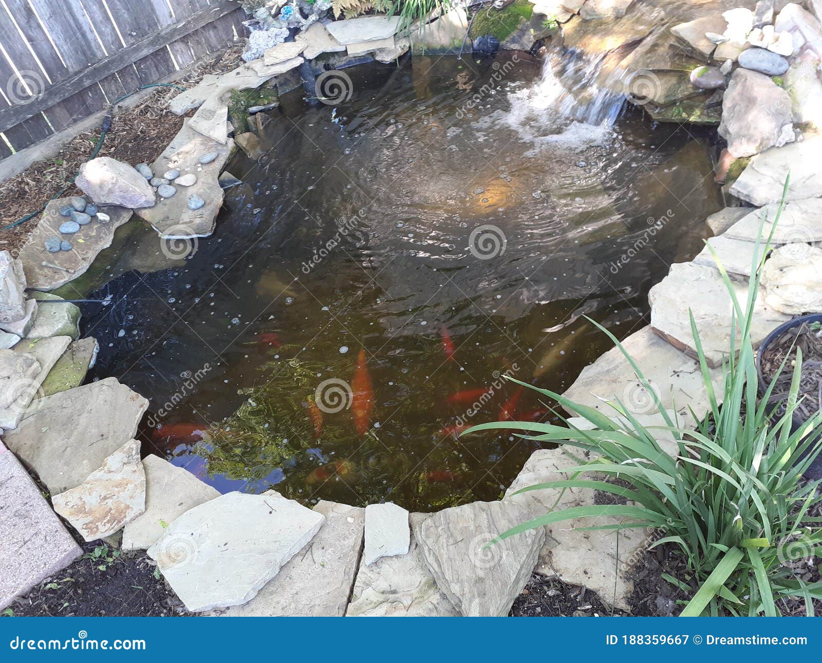 Koi pond with waterfall stock image. Image of backyard - 188359667