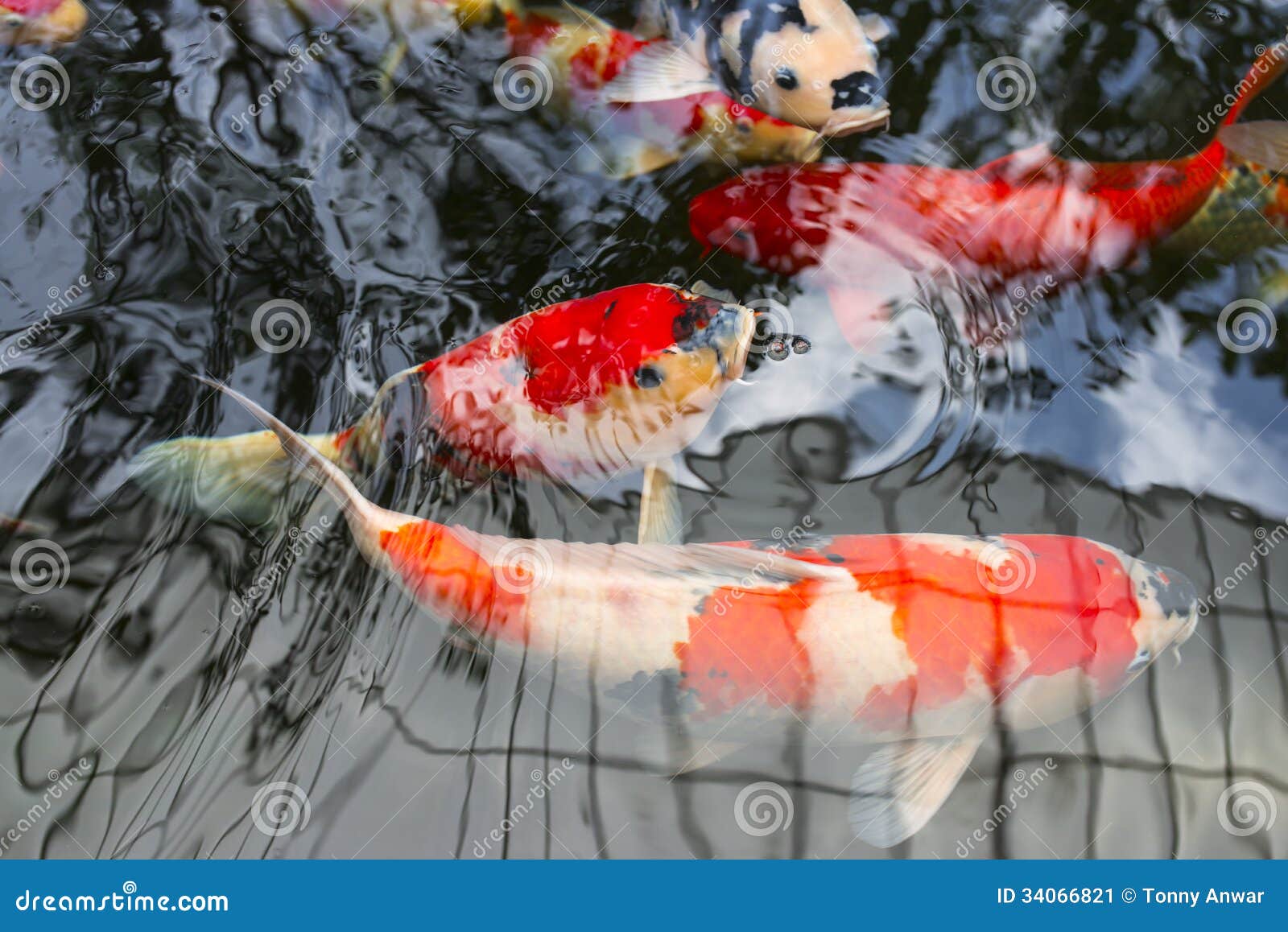 Koi Reflection stock image. Image of japanese, ornamental - 34066821