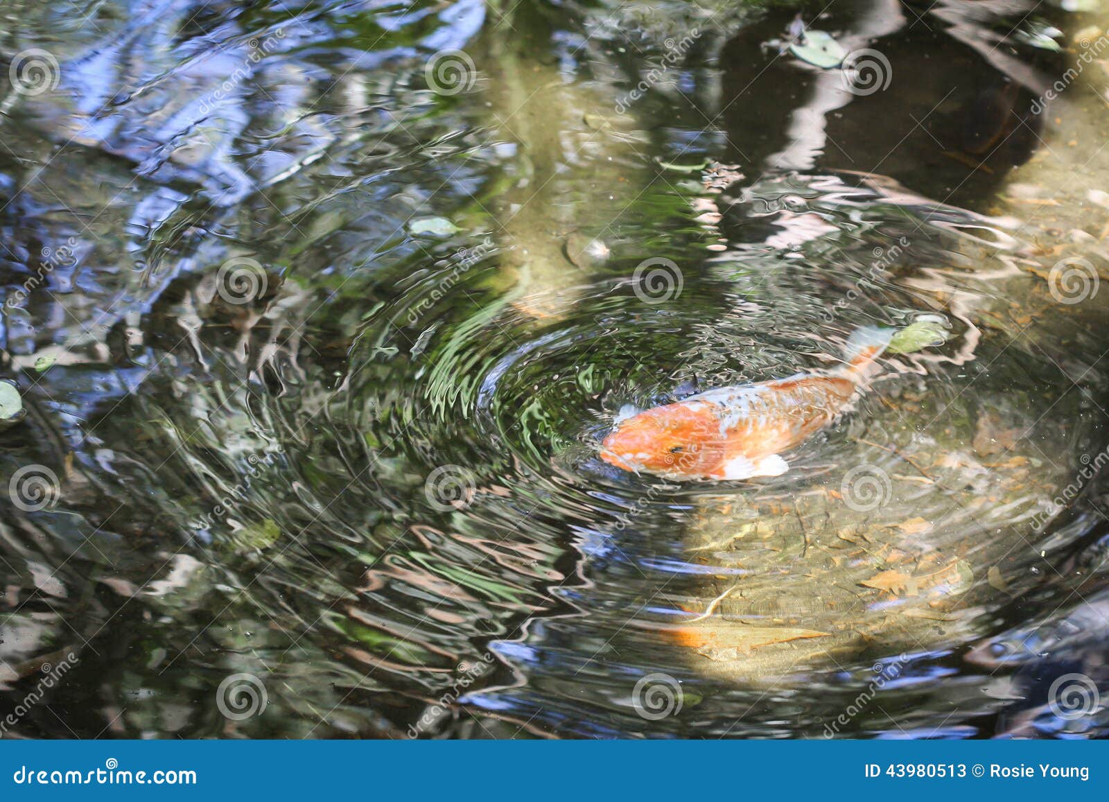 Koi ripples stock image. Image of white, exotic, feed - 43980513