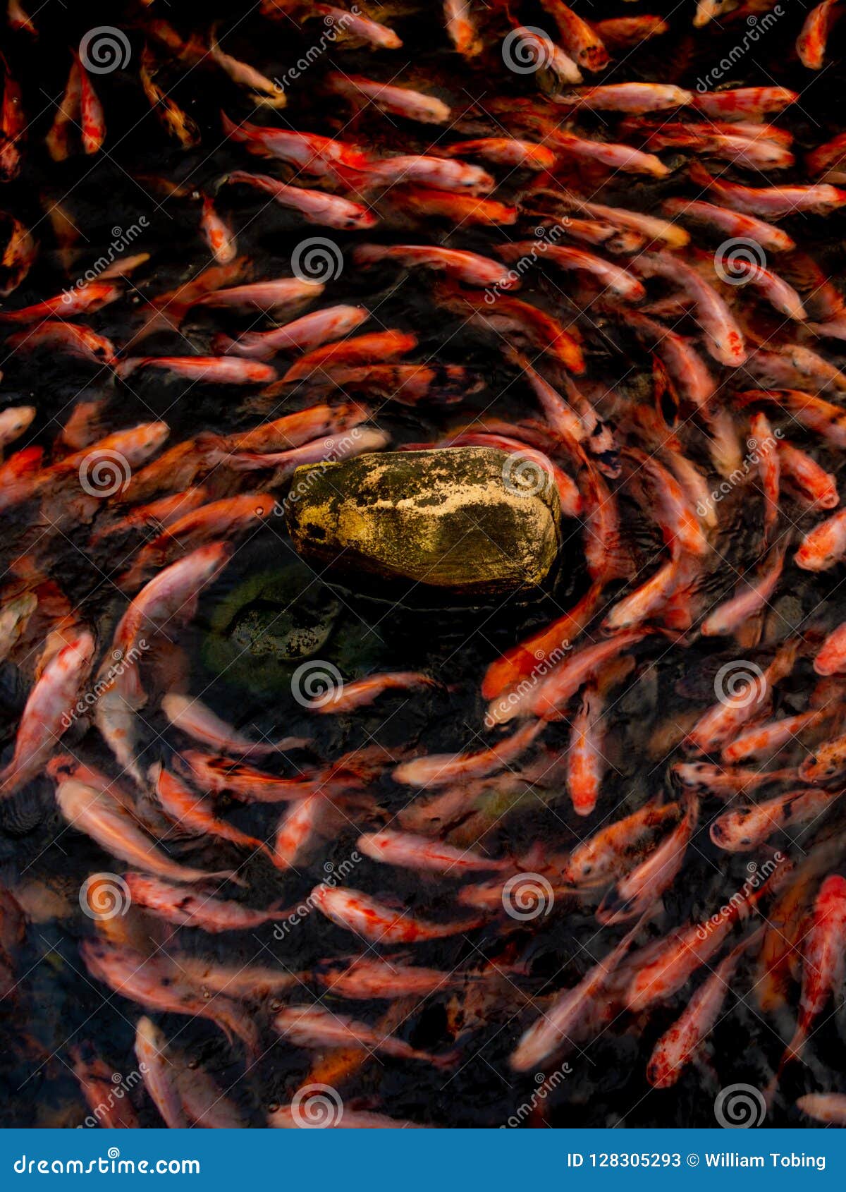 Koi and rock stock image. Image of natural, fish, orange - 128305293