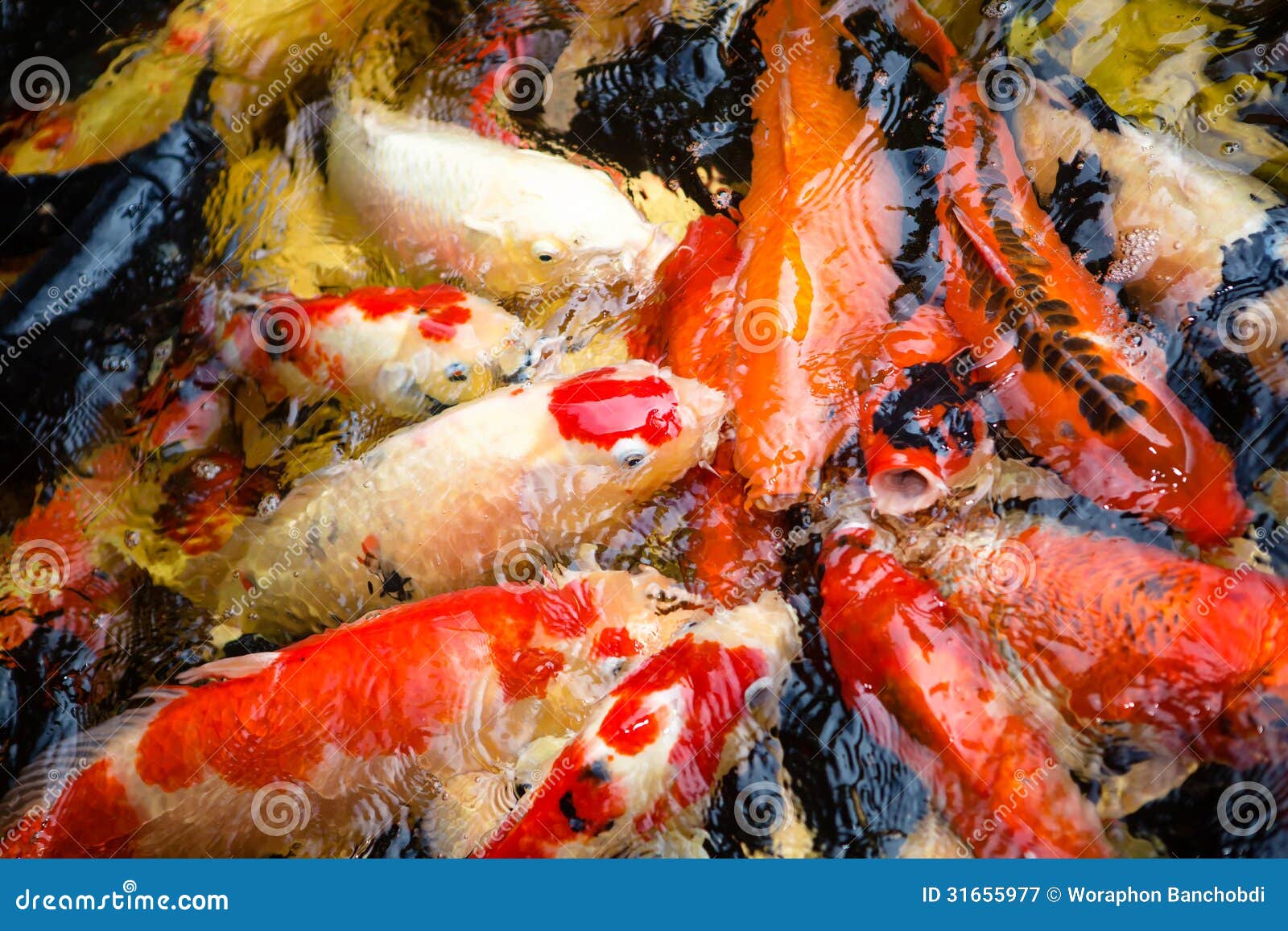 Koi ryba obraz stock. Obraz złożonej z życie, park, kolorowy - 31655977