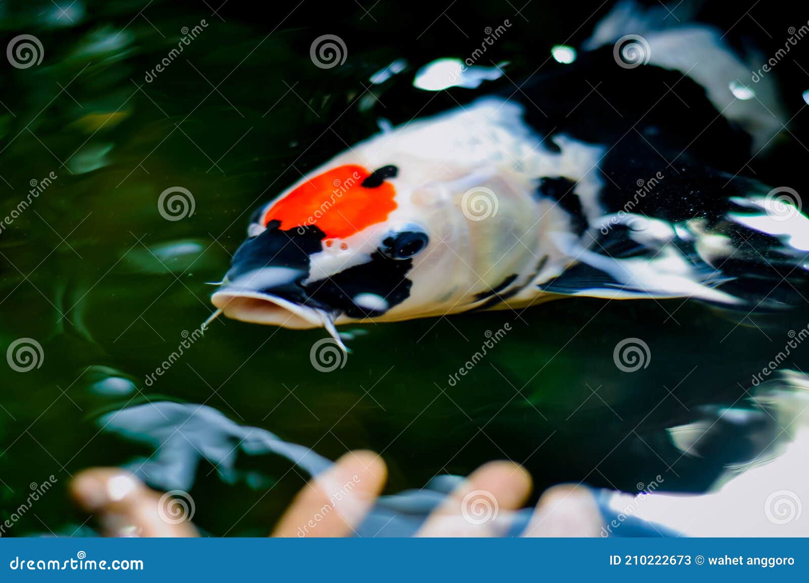 Koi Showa tanco cute stock image. Image of tanco, leaf - 210222673