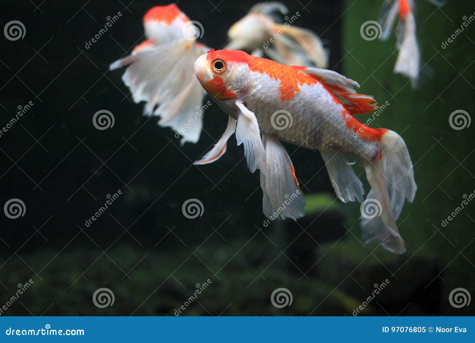 Koi Slayer Fish 2 imagen de archivo. Imagen de oscuro - 97076805