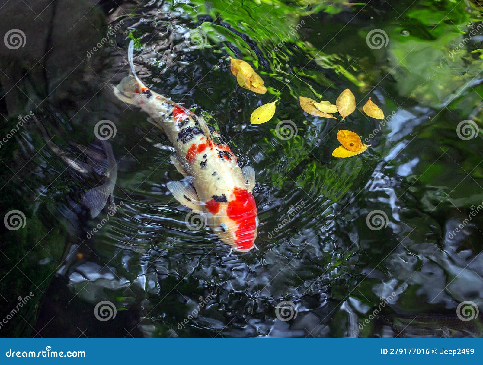 Koi swimming in the pond stock photo. Image of fish - 279177016