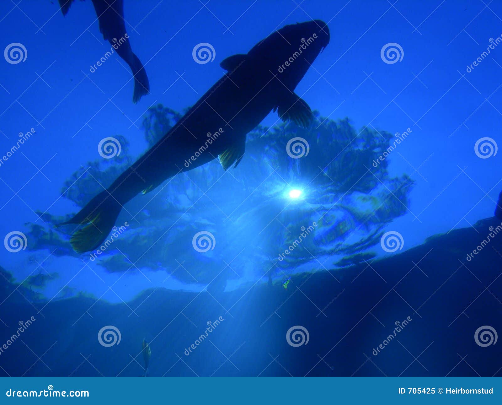 Koi and Tree stock image. Image of destination, freshwater - 705425