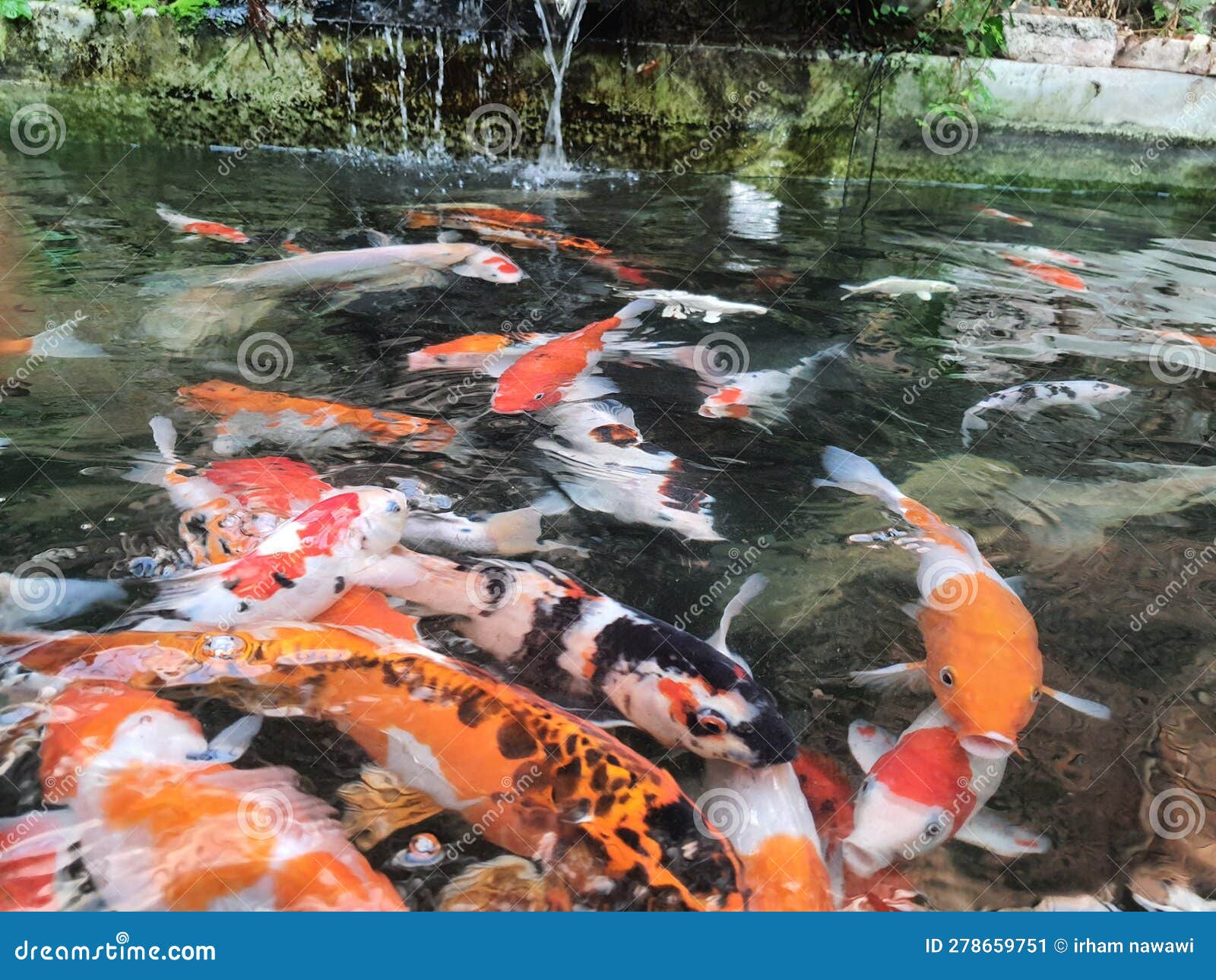 Koi water cool relex happy stock image. Image of cool - 278659751