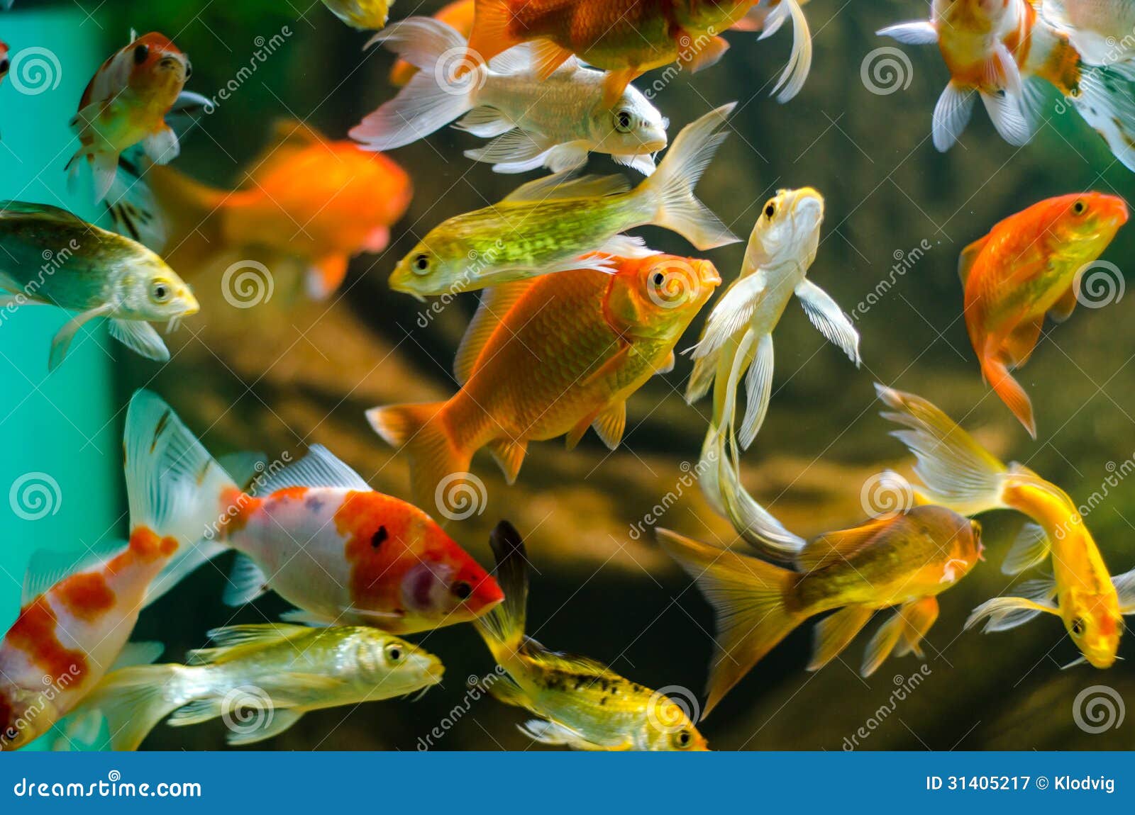 Koi y carpa en acuario imagen de archivo. Imagen de color - 31405217