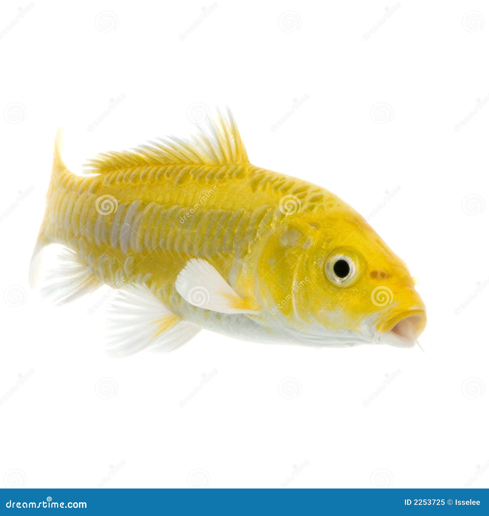 Yellow Koi Ogon- Cyprinus Carpio Royalty-Free Stock Photography ...