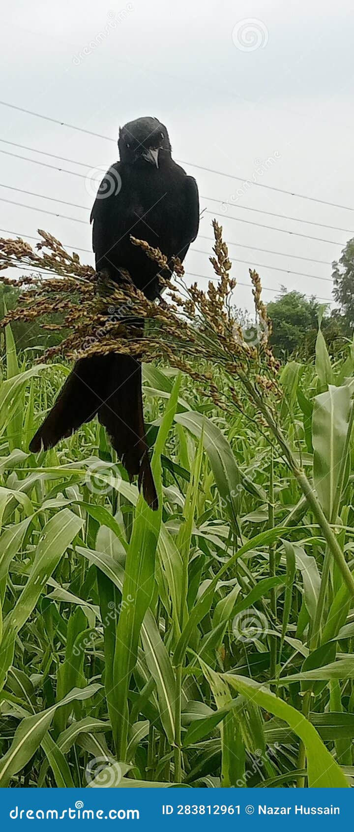 Koial Pakistan Stock Photos - Free & Royalty-Free Stock Photos from ...