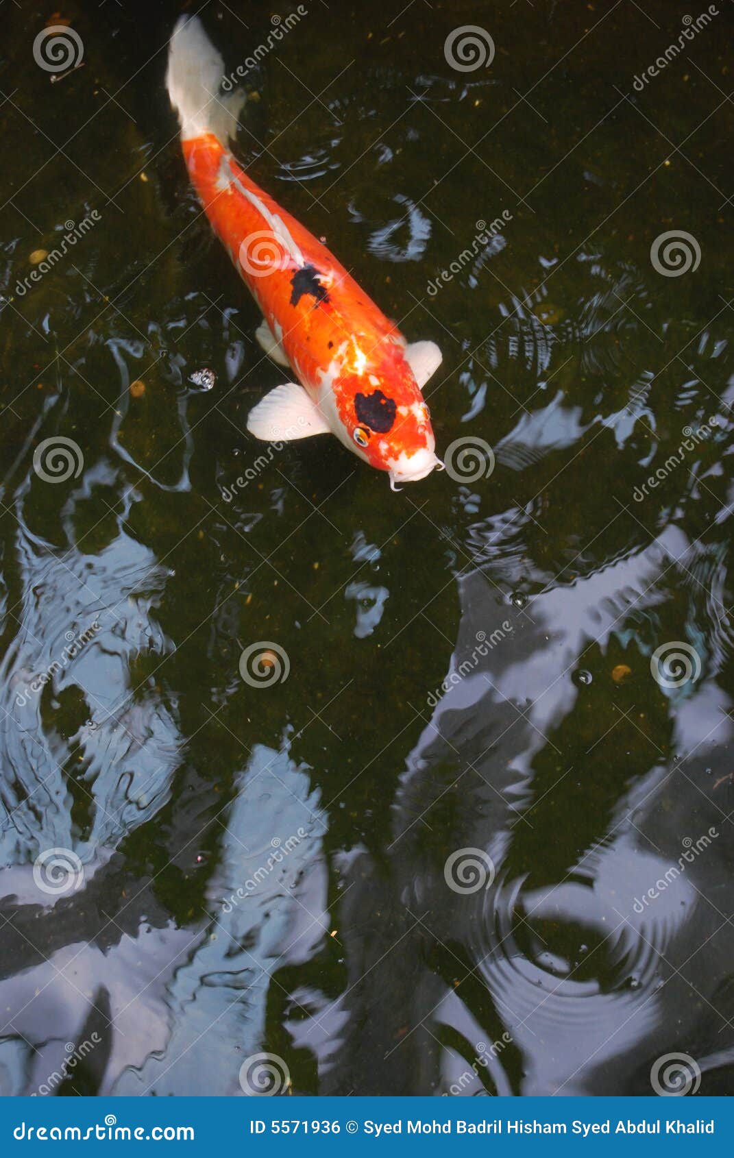 Koikarper stock foto. Image of regeneration, japan, asiatic - 5571936